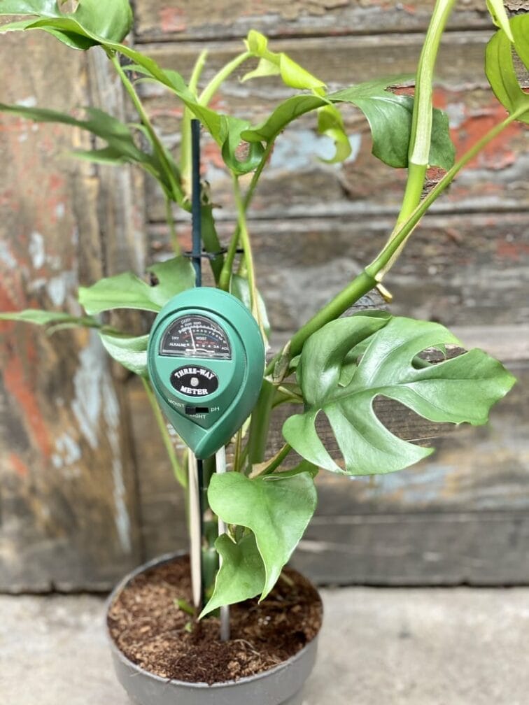 Podlewanie roślin z higrometrem - kiedy podlewać opierając się na ...