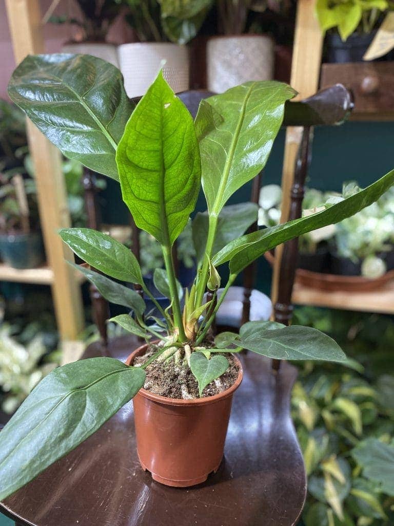Anthurium ellipticum Jungle Bush - Jungle Boogie