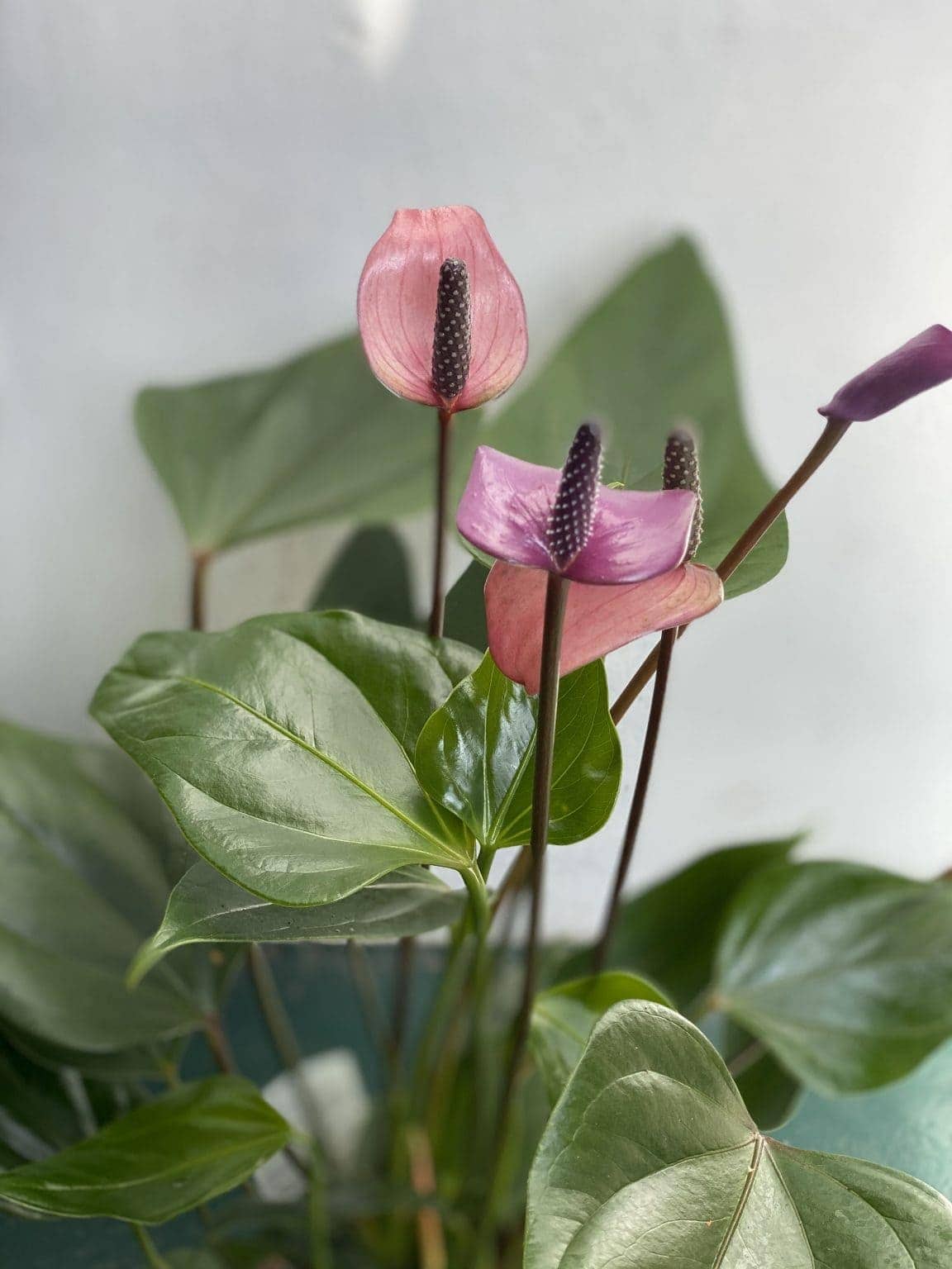 Anthurium Purple Fiorino - Jungle Boogie