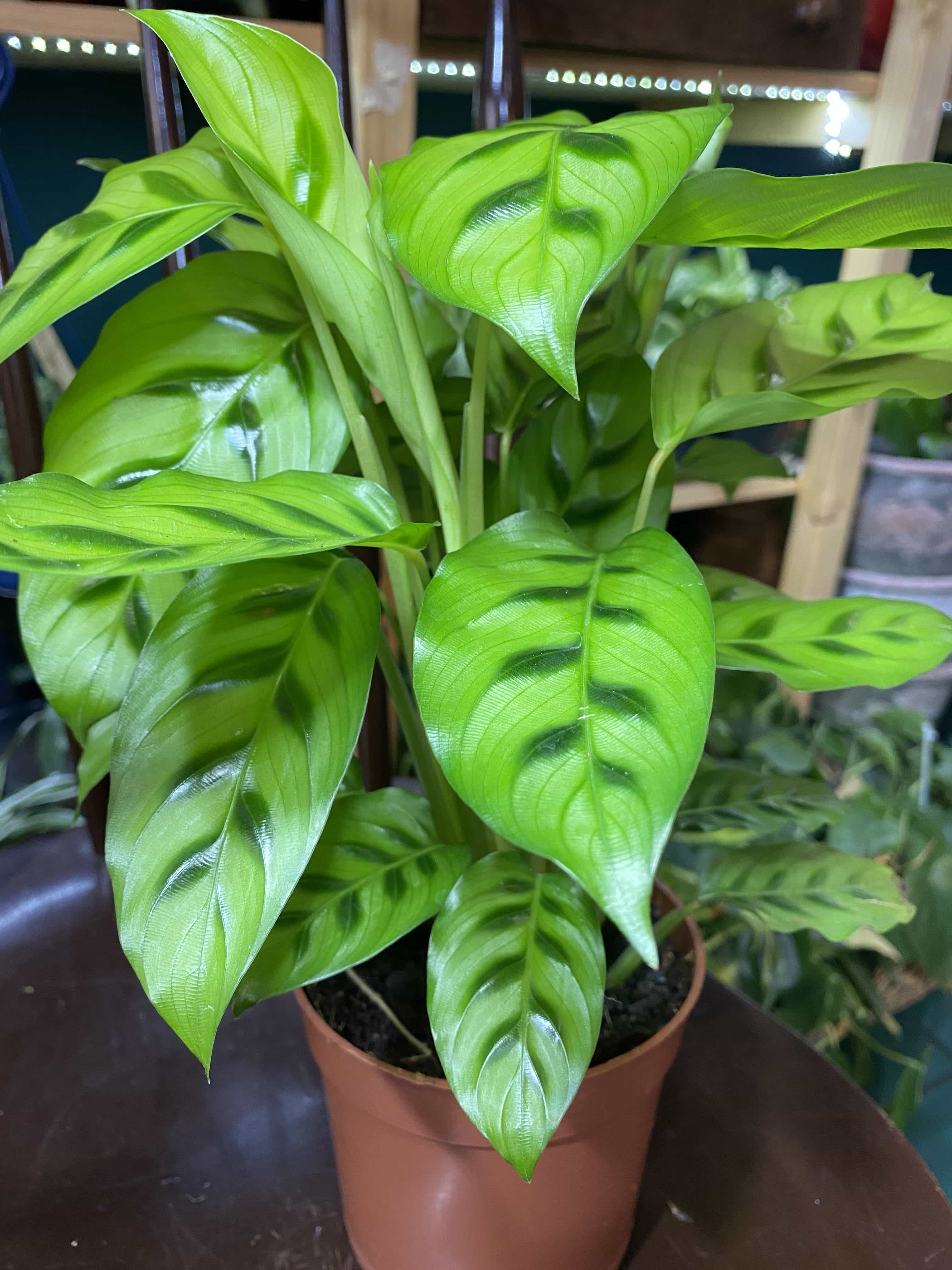 Calathea Leopardina - Jungle Boogie