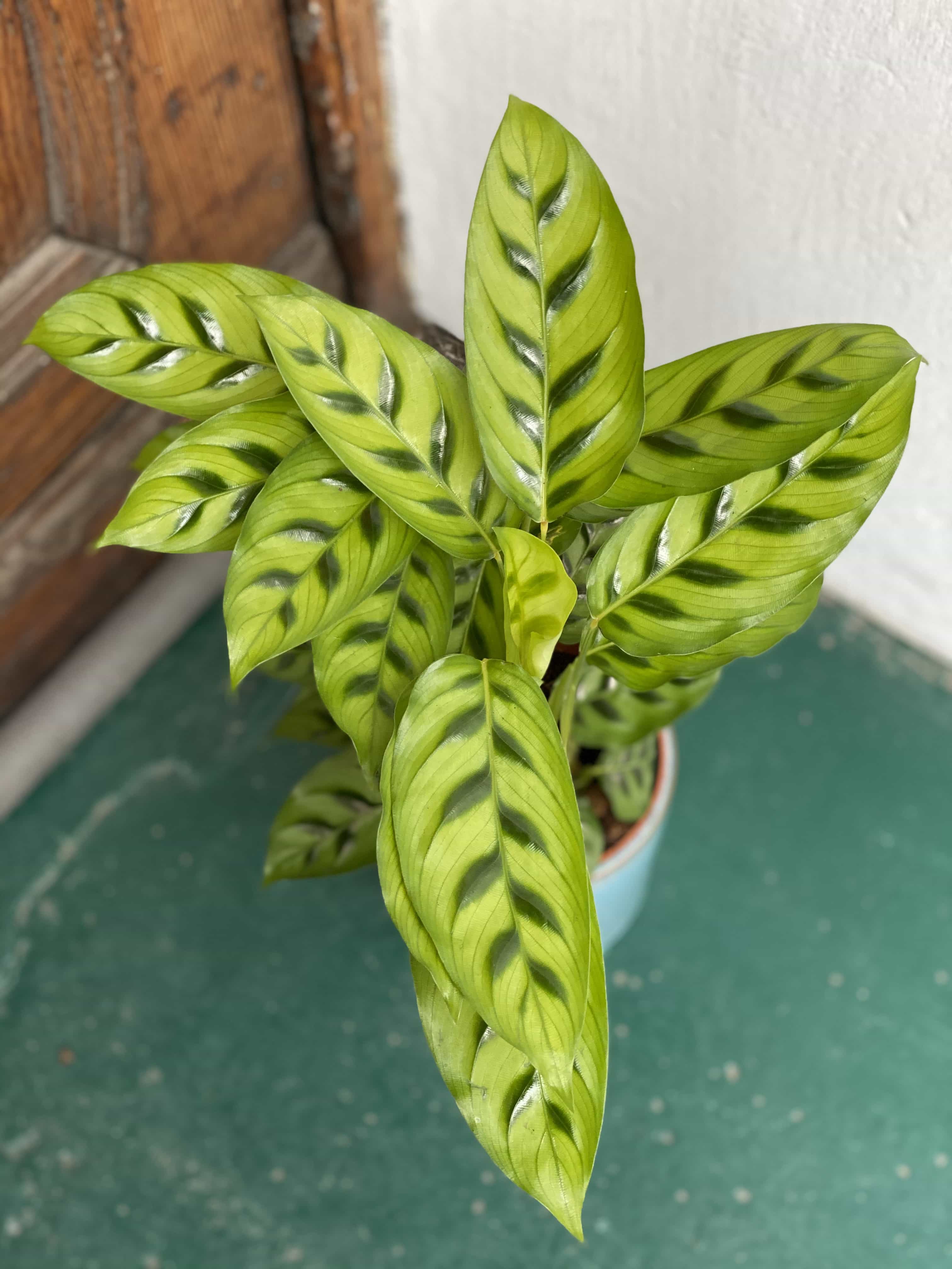 Calathea Leopardina - Jungle Boogie