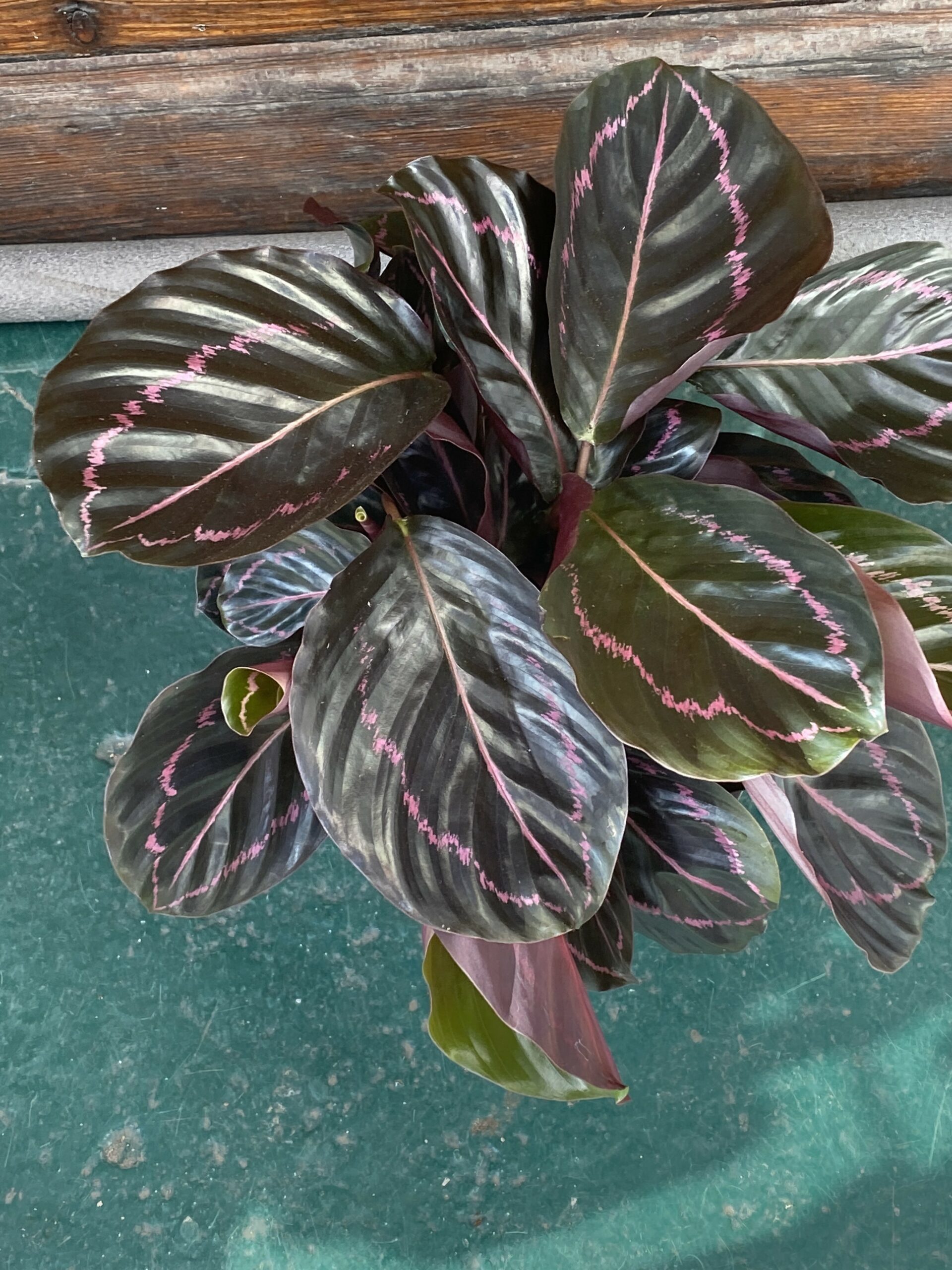 Calathea Roseopicta - Jungle Boogie