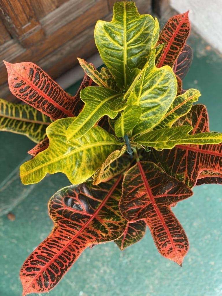 Codiaeum variegatum (Kroton) - Jungle Boogie