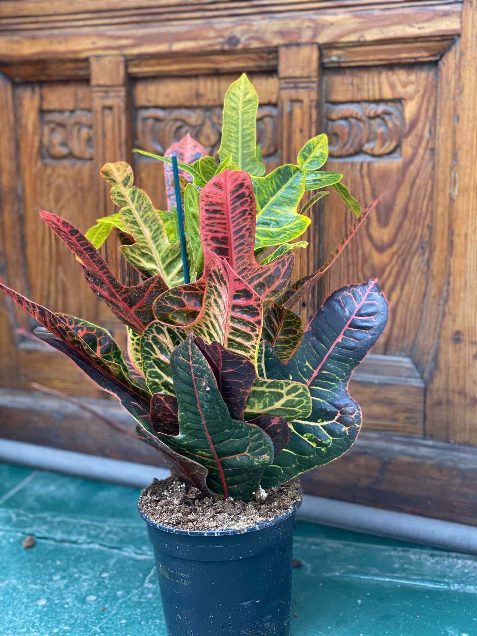 Codiaeum variegatum (Kroton) - Jungle Boogie