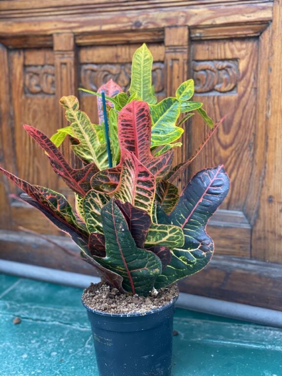 Codiaeum variegatum (Kroton) - Jungle Boogie