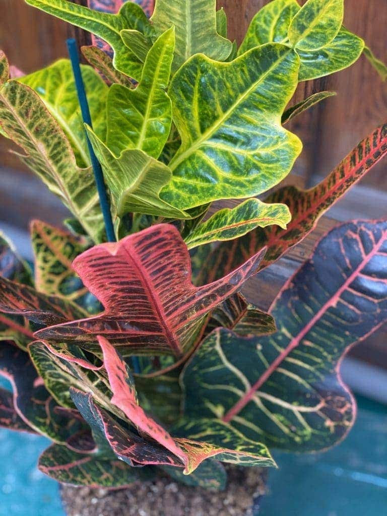 Codiaeum variegatum (Kroton) - Jungle Boogie