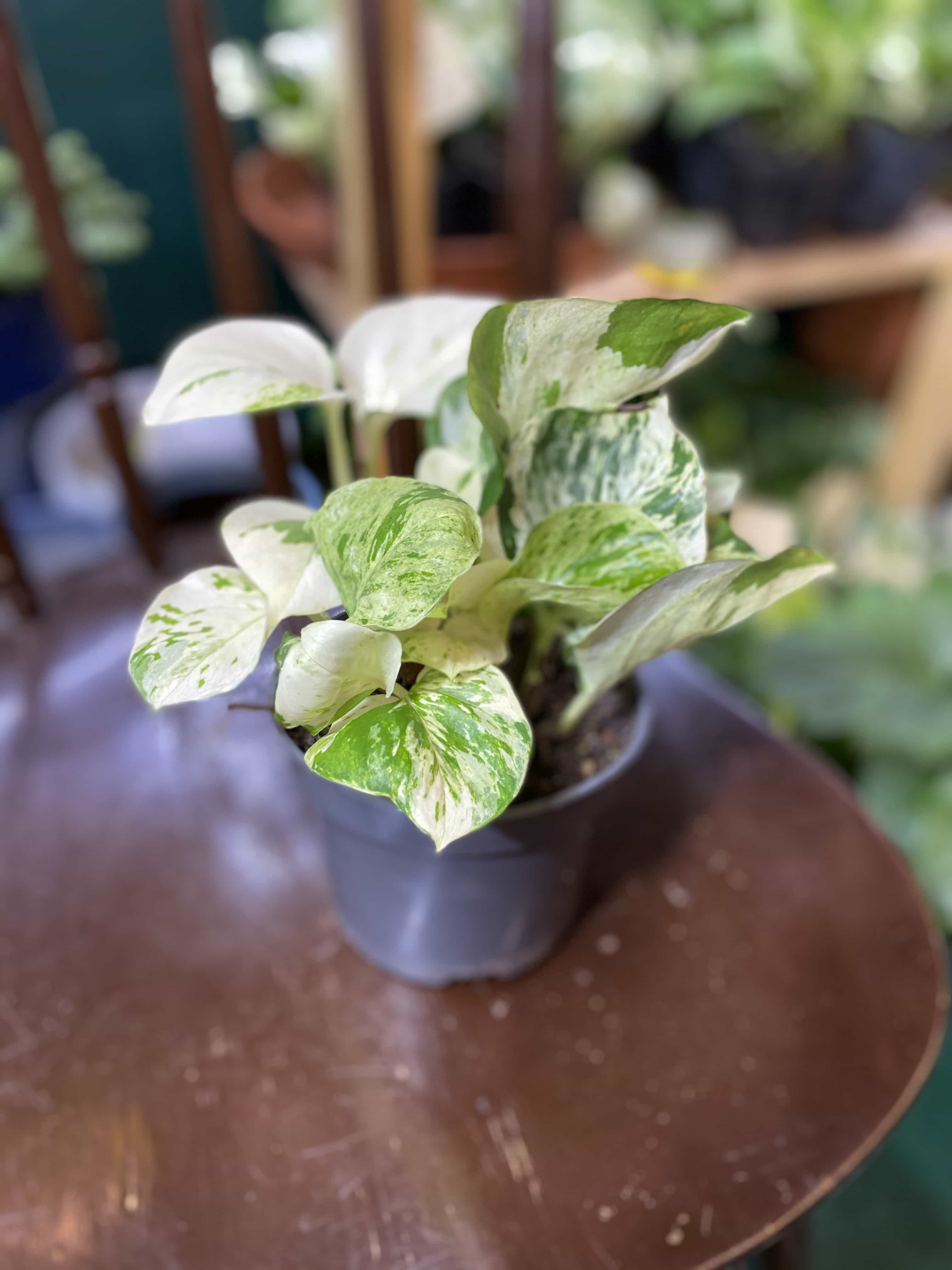 Epipremnum Happy Leaf - Jungle Boogie