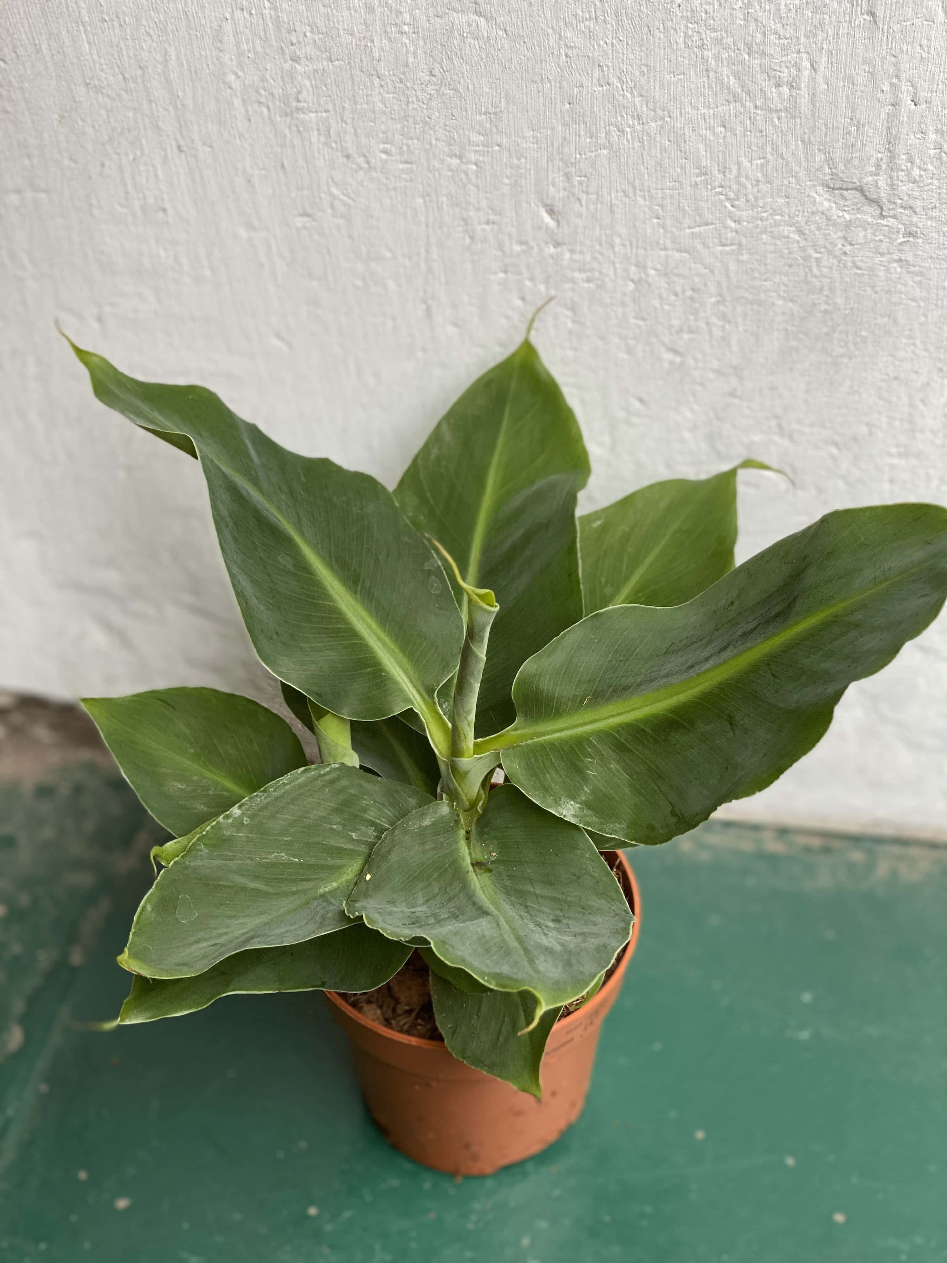 Musa Super Dwarf Cavendish - Jungle Boogie