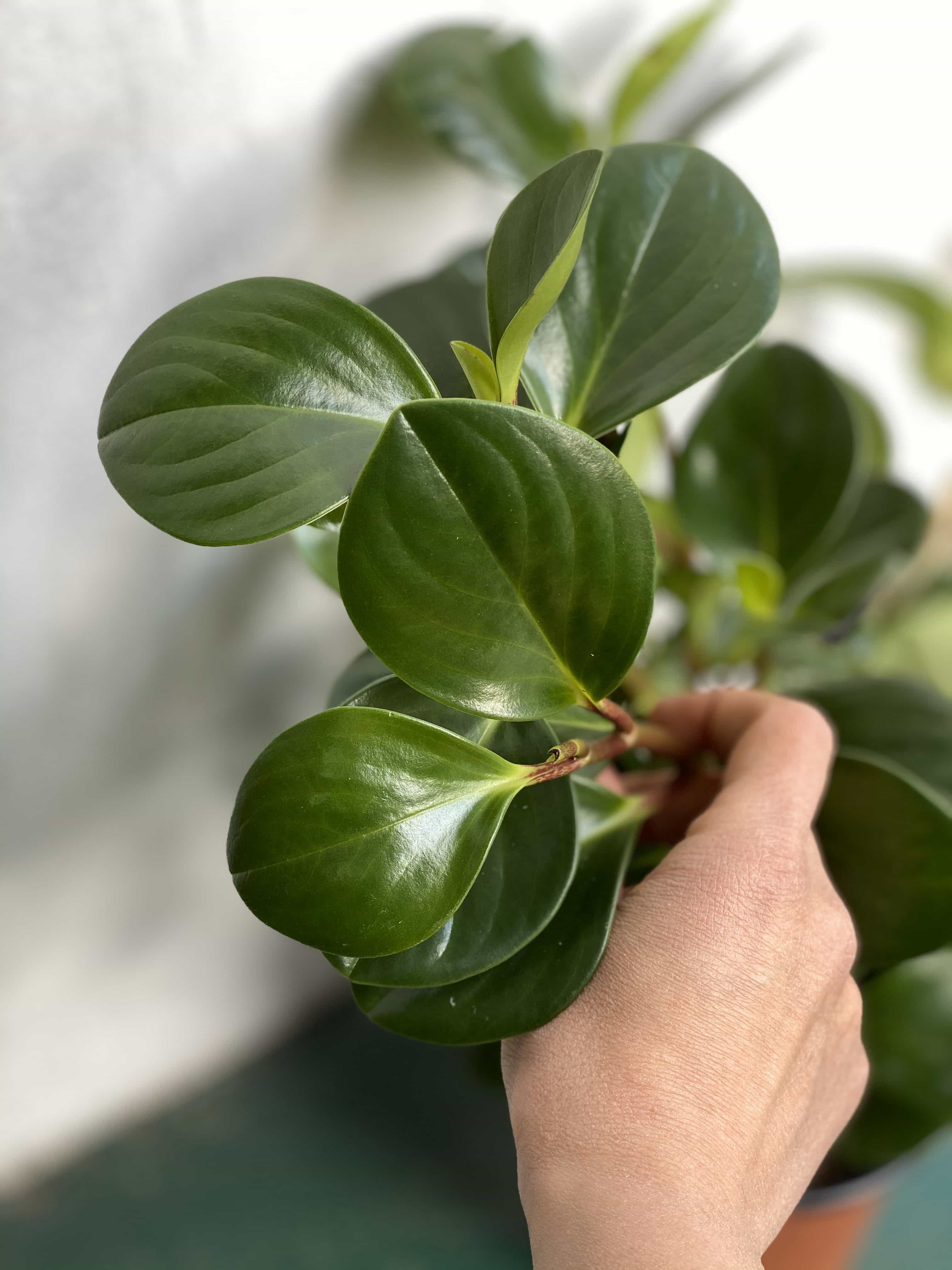 Peperomia Obtusifolia - Jungle Boogie