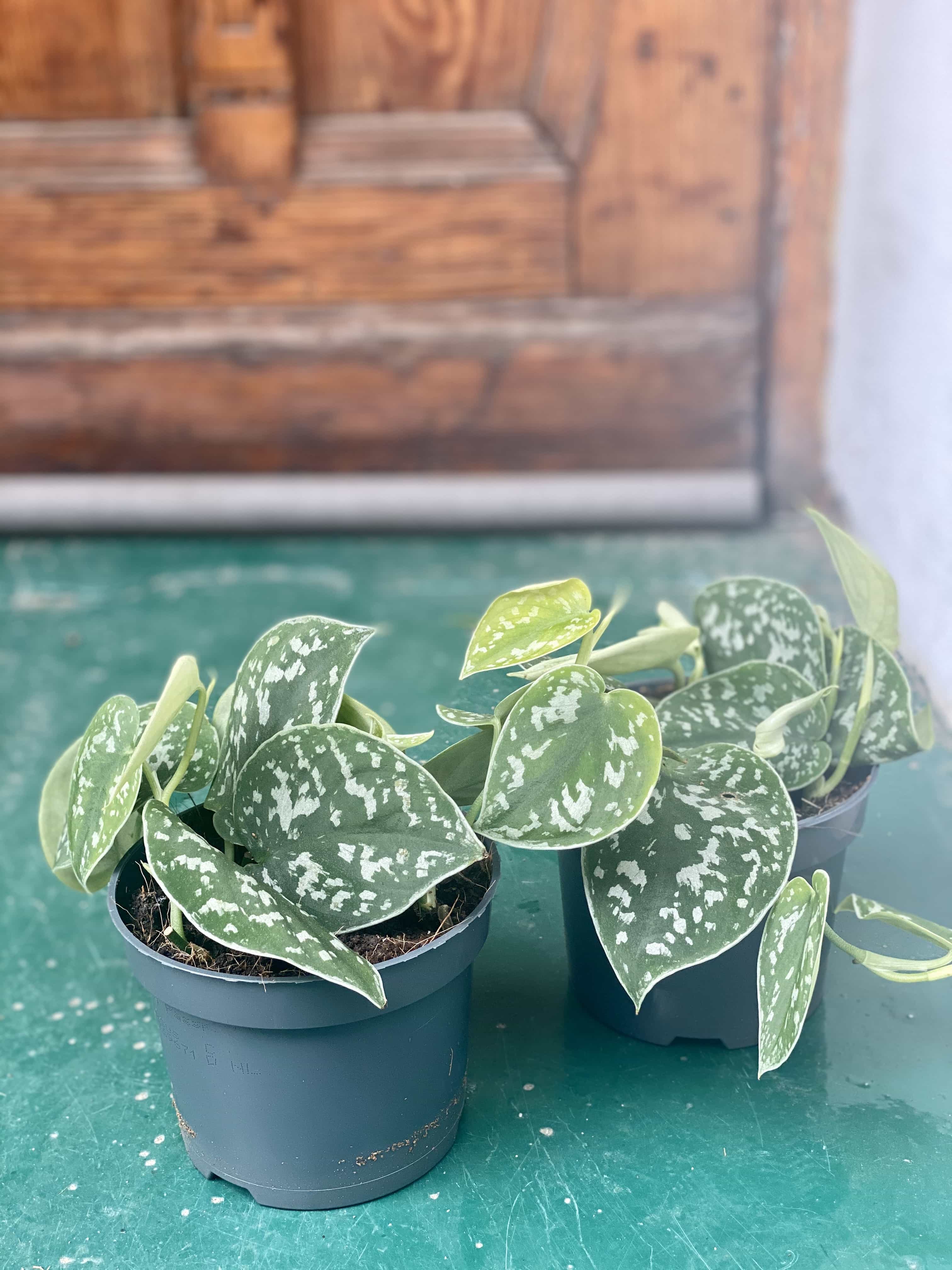 Scindapsus Pictus Argyraeus - Jungle Boogie