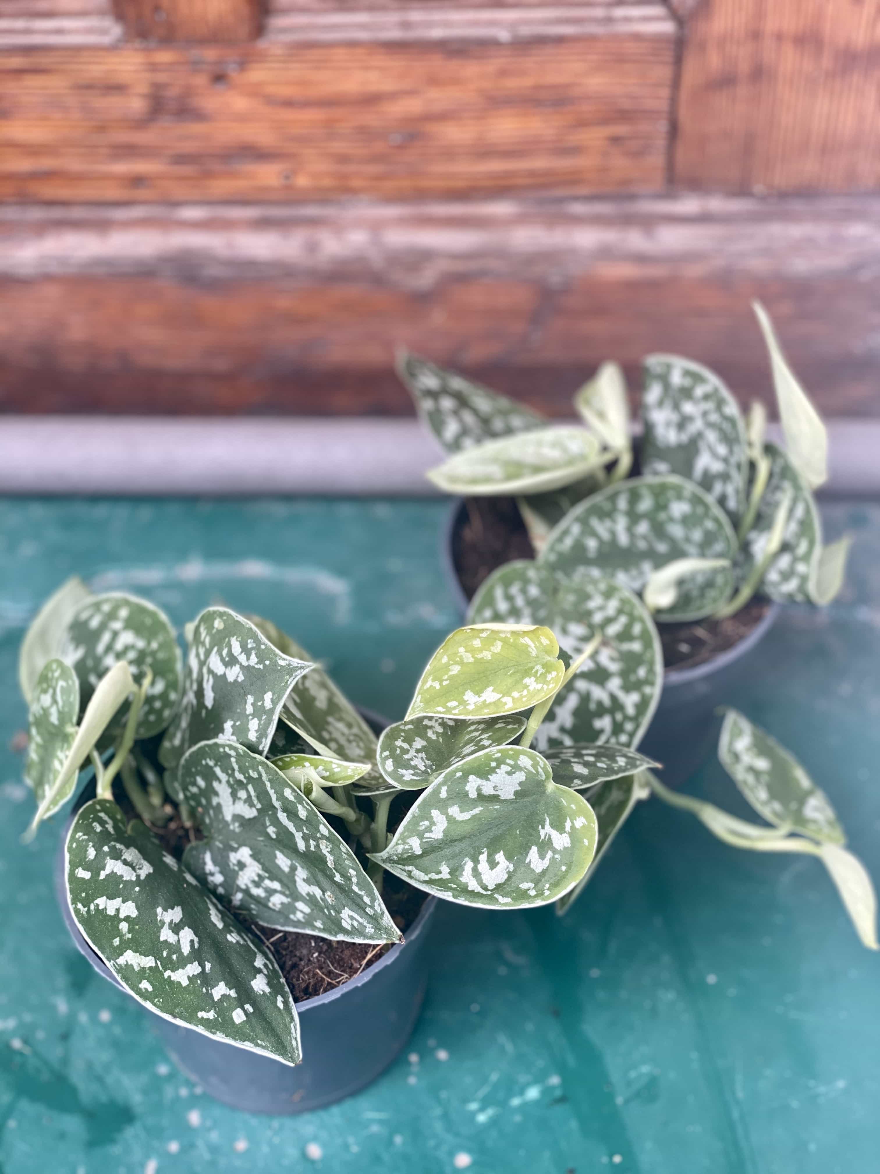 Scindapsus Pictus Argyraeus - Jungle Boogie