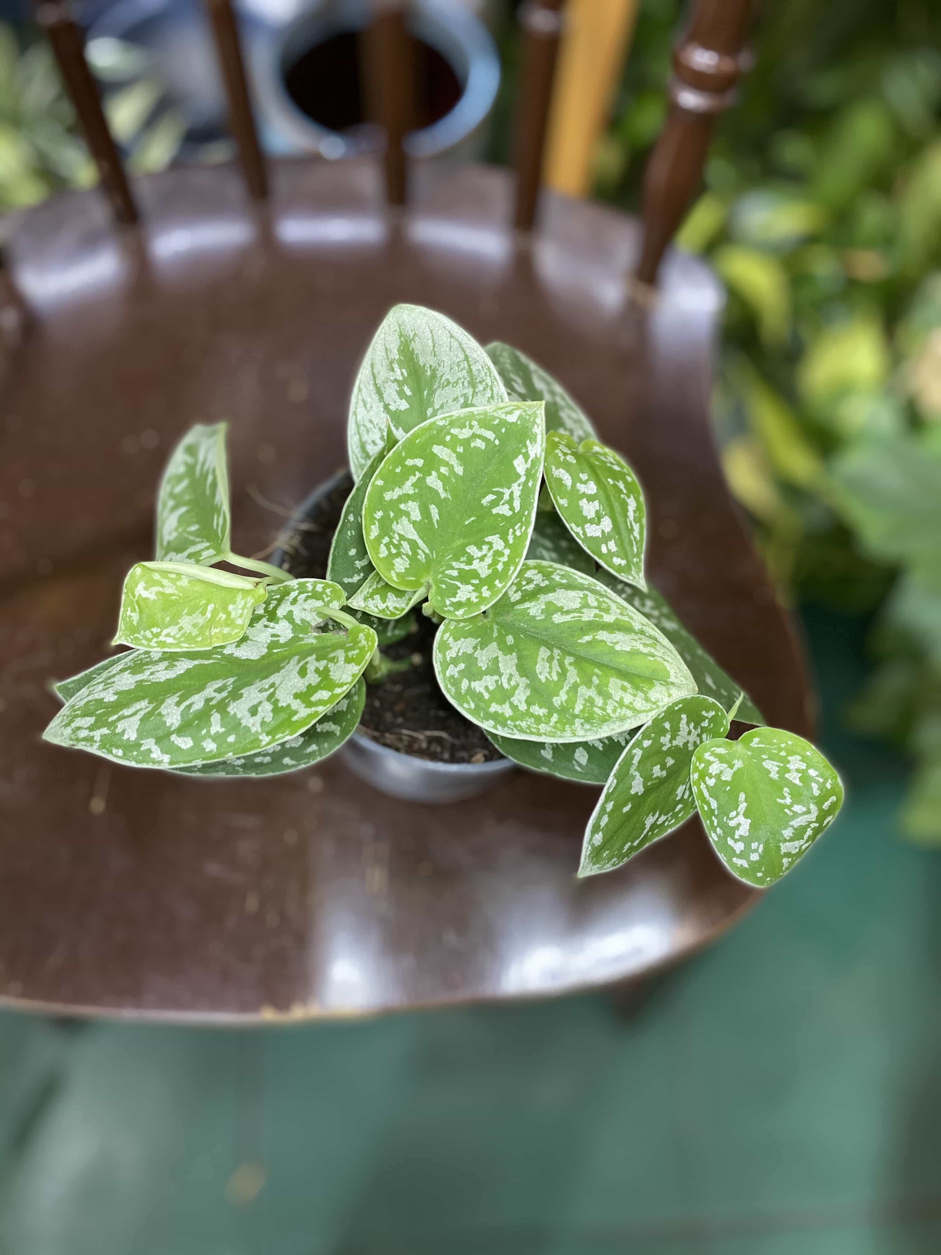 Scindapsus Pictus Argyraeus - Jungle Boogie