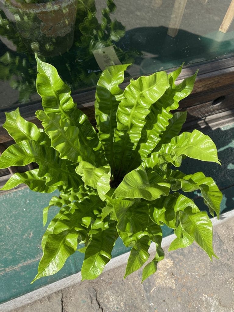 Asplenium Crispy Wave - Jungle Boogie