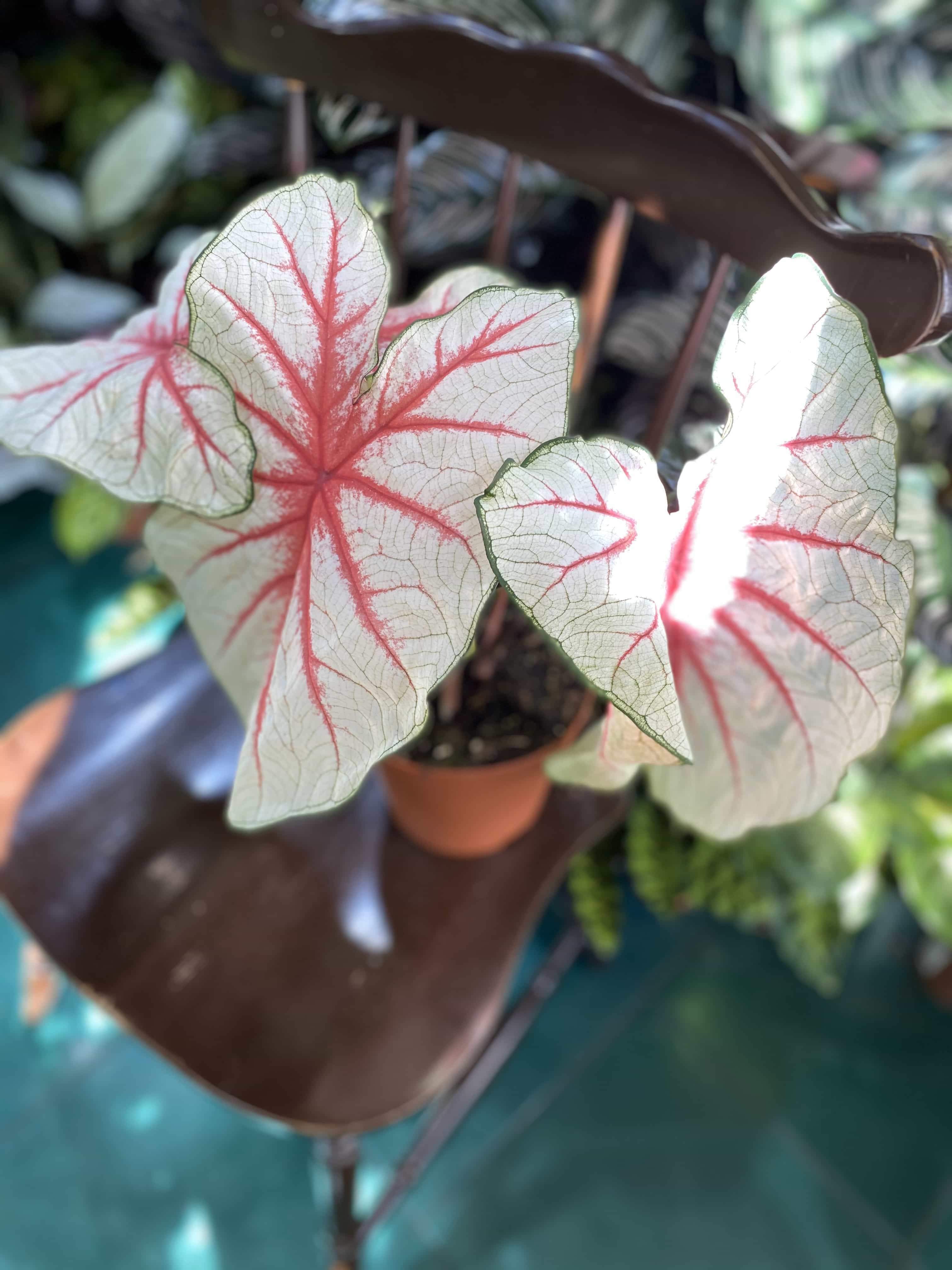 Caladium Fiesta - Jungle Boogie