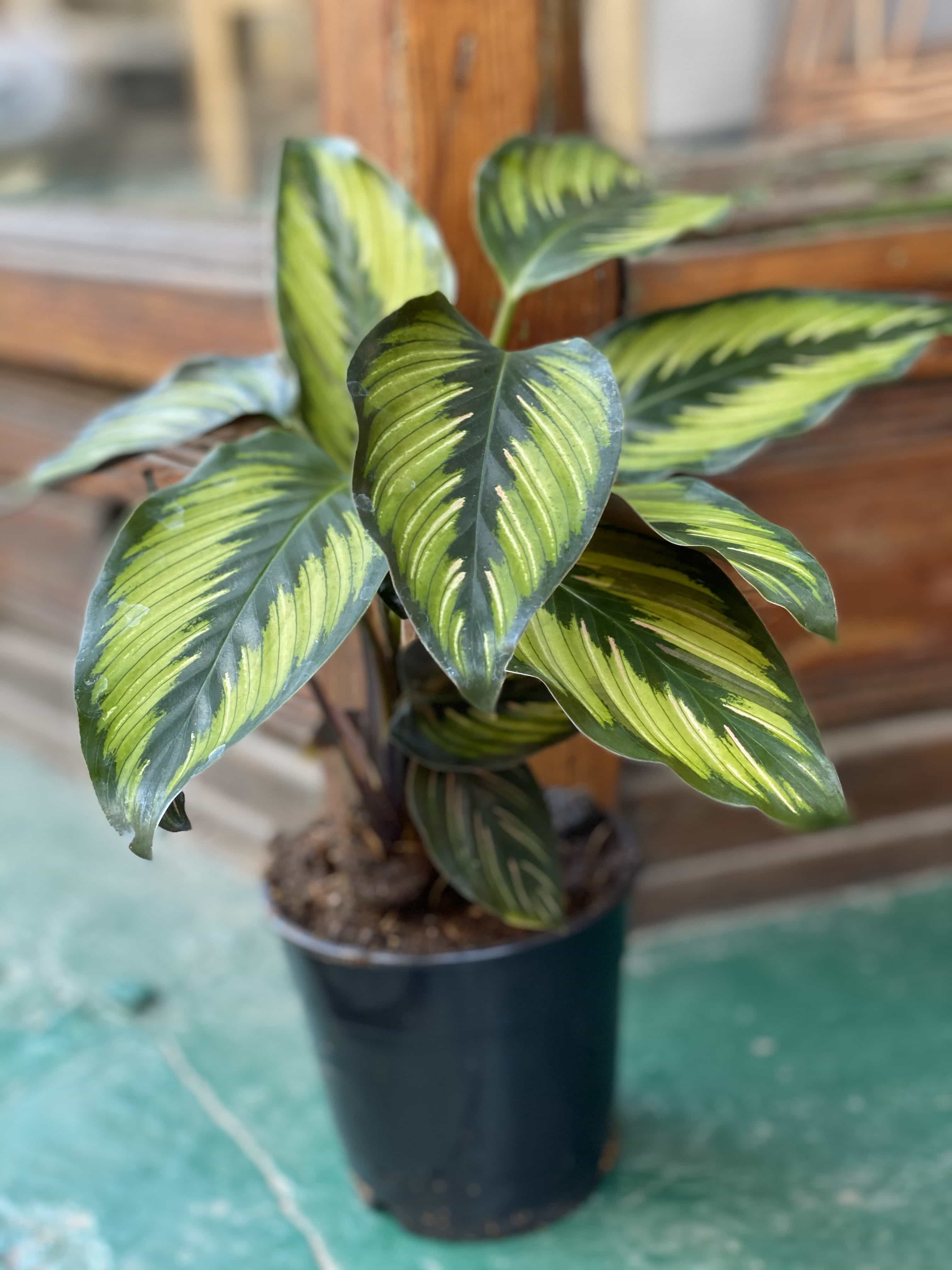 Calathea Beauty Star - Jungle Boogie
