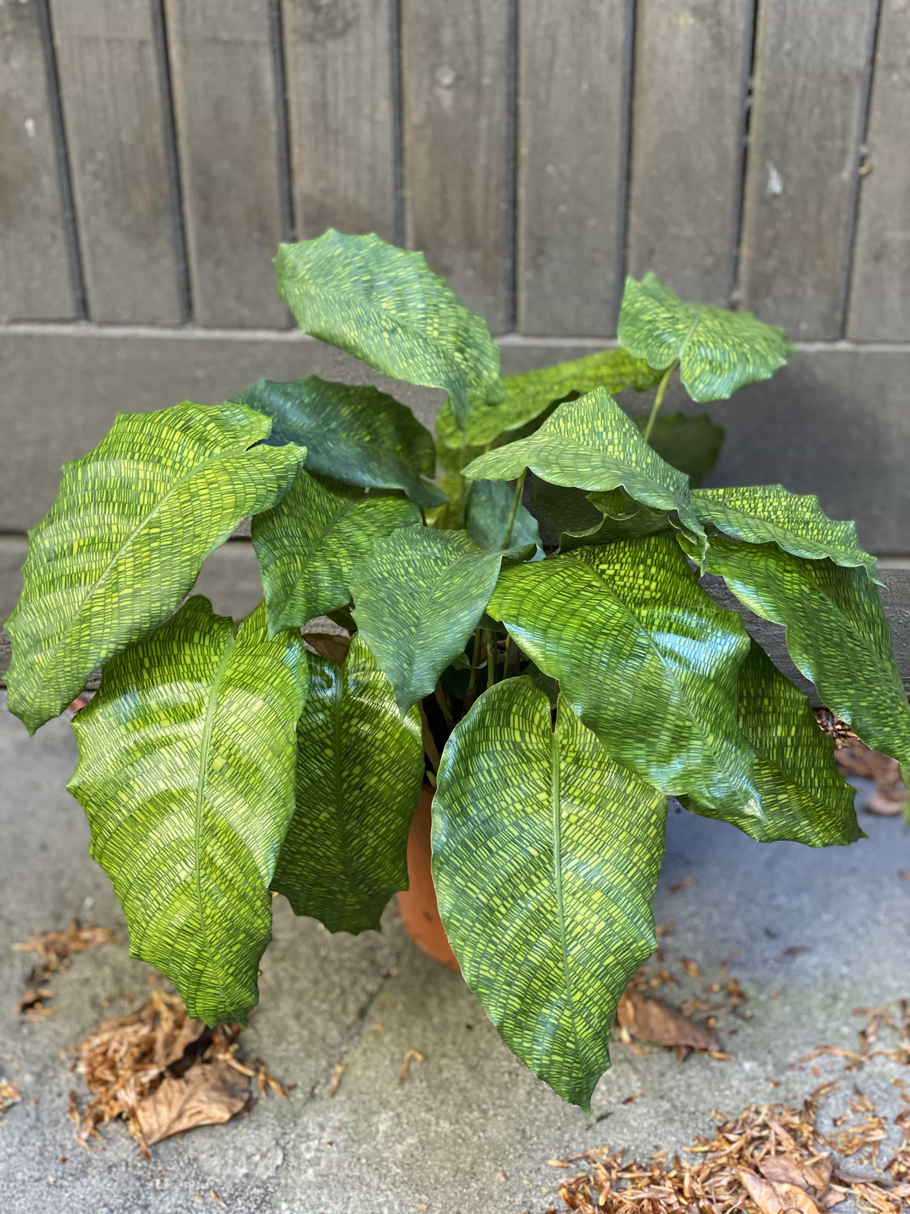 Calathea Network (Mosaica) - Jungle Boogie