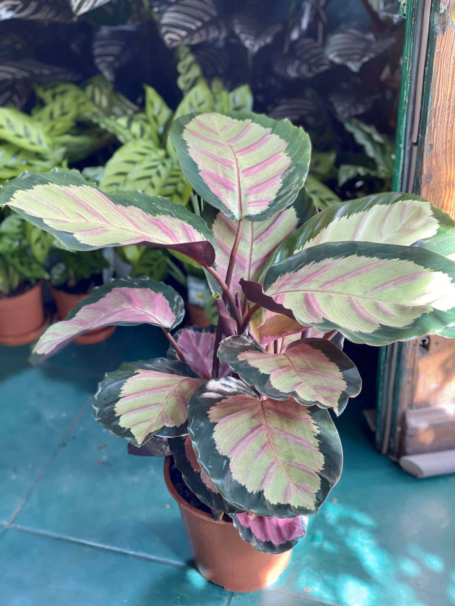 Calathea picturata Crimson (Kalatea obrzeżona) - Jungle Boogie