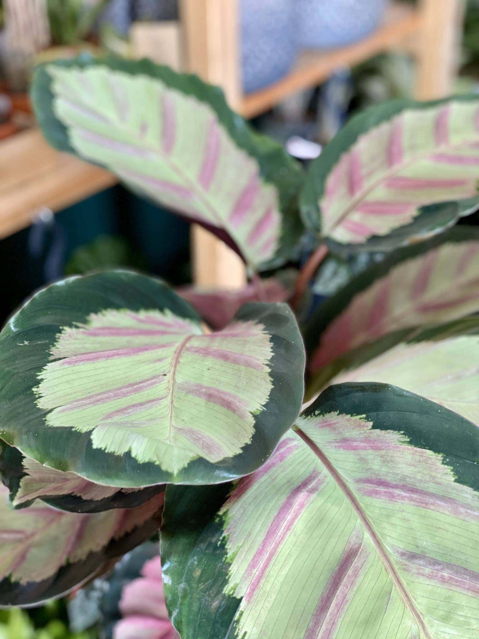 Calathea picturata Crimson (Kalatea obrzeżona) - Jungle Boogie