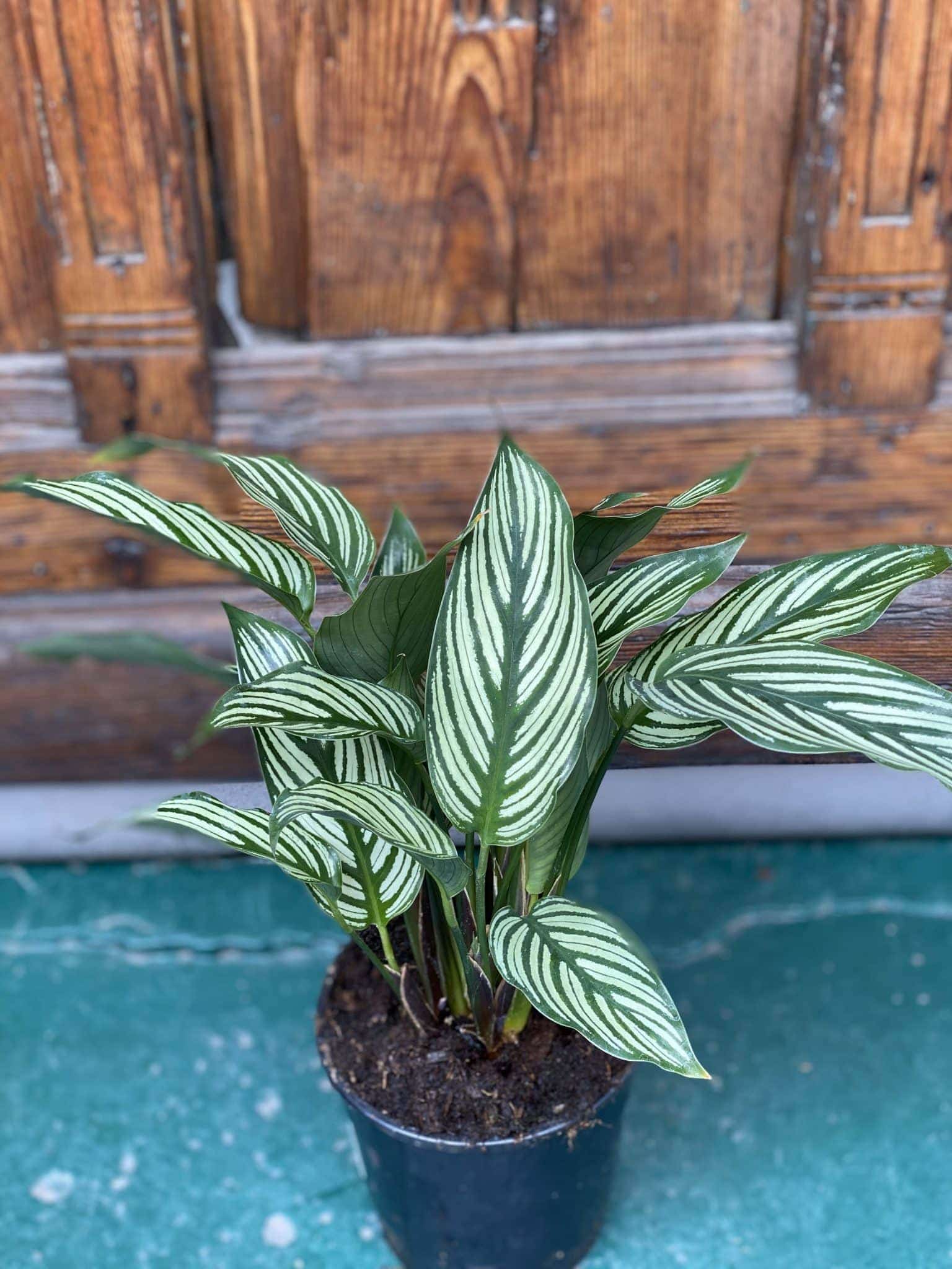 Calathea Vittata - Jungle Boogie