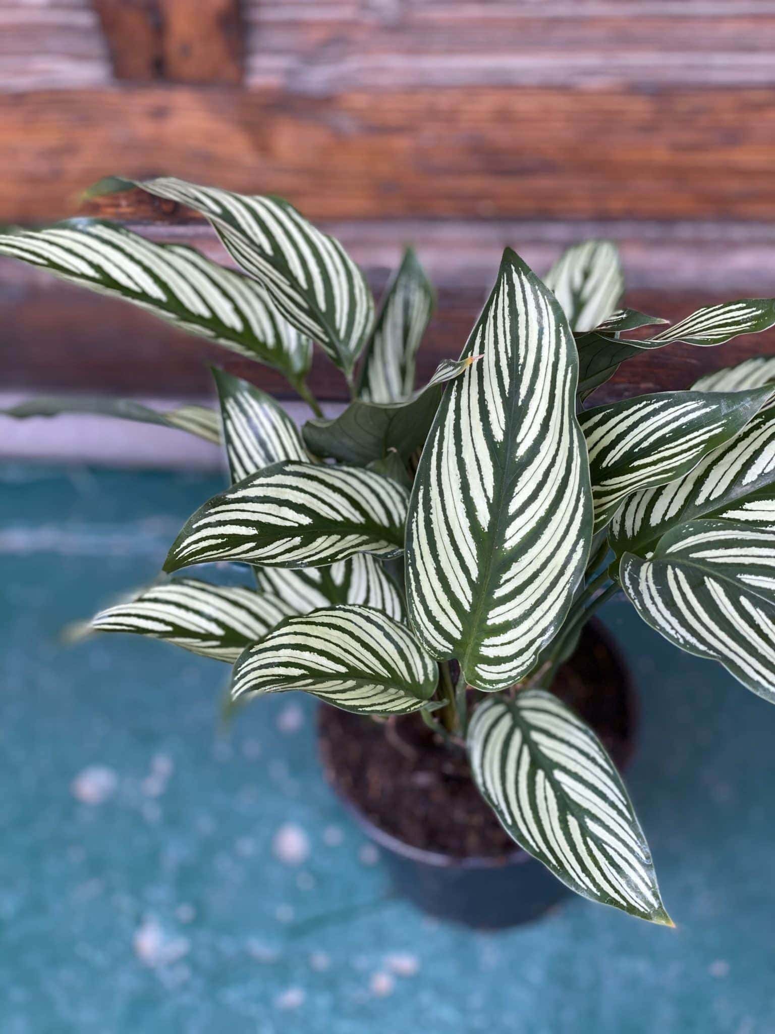 Calathea Vittata - Jungle Boogie