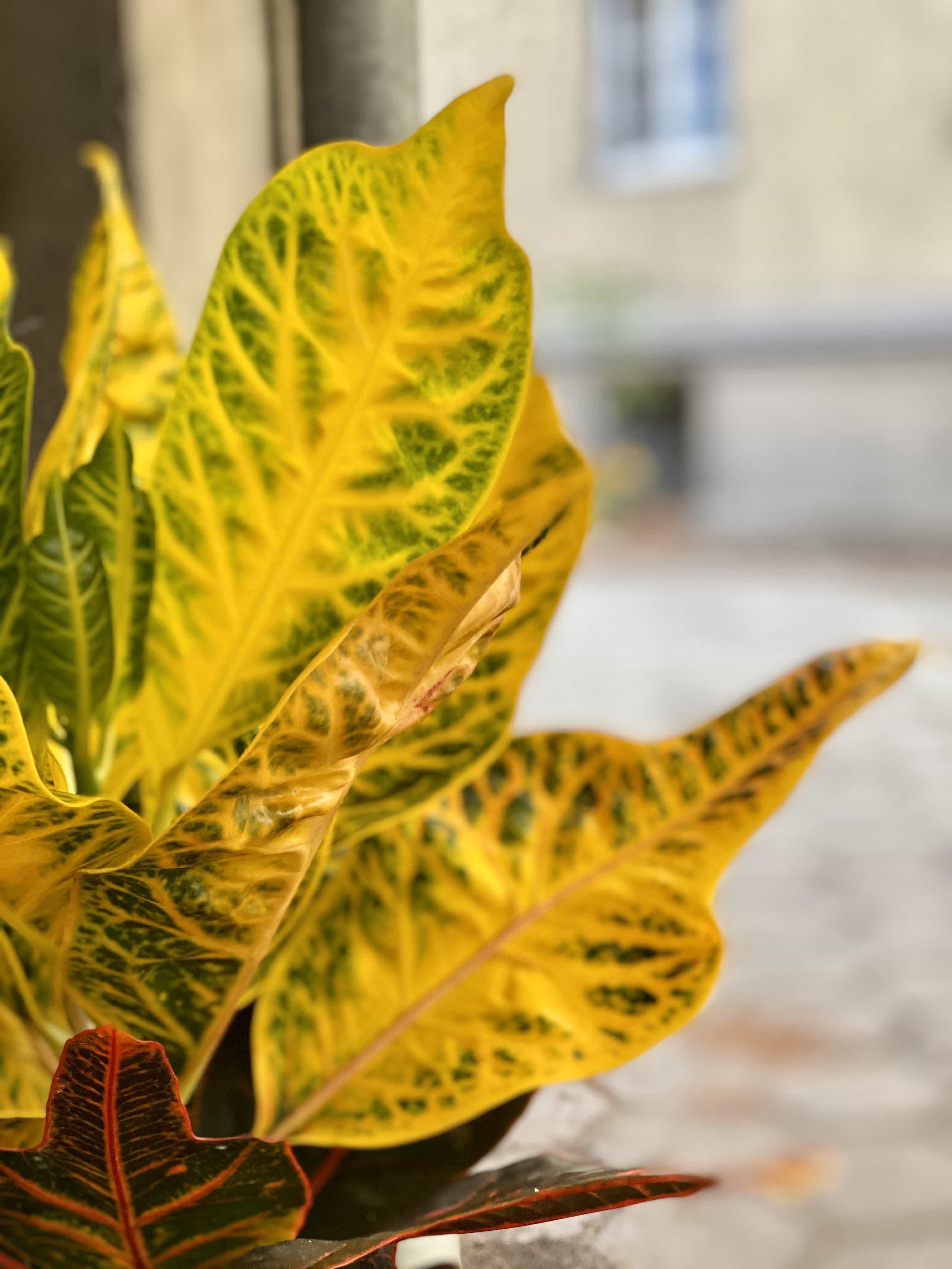 Codiaeum Excellent (Kroton ) - Jungle Boogie