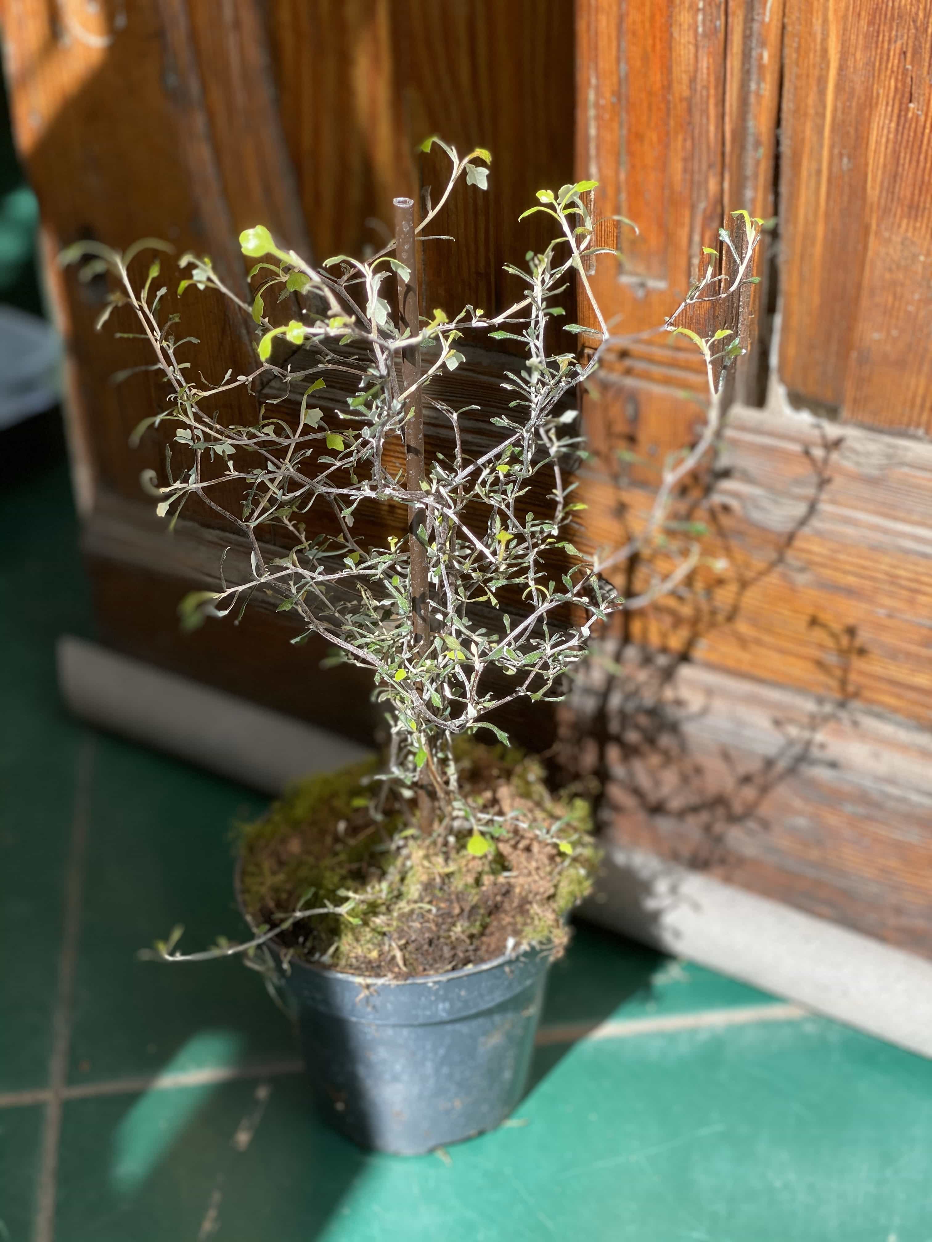 Corokia Cotoneaster - Jungle Boogie