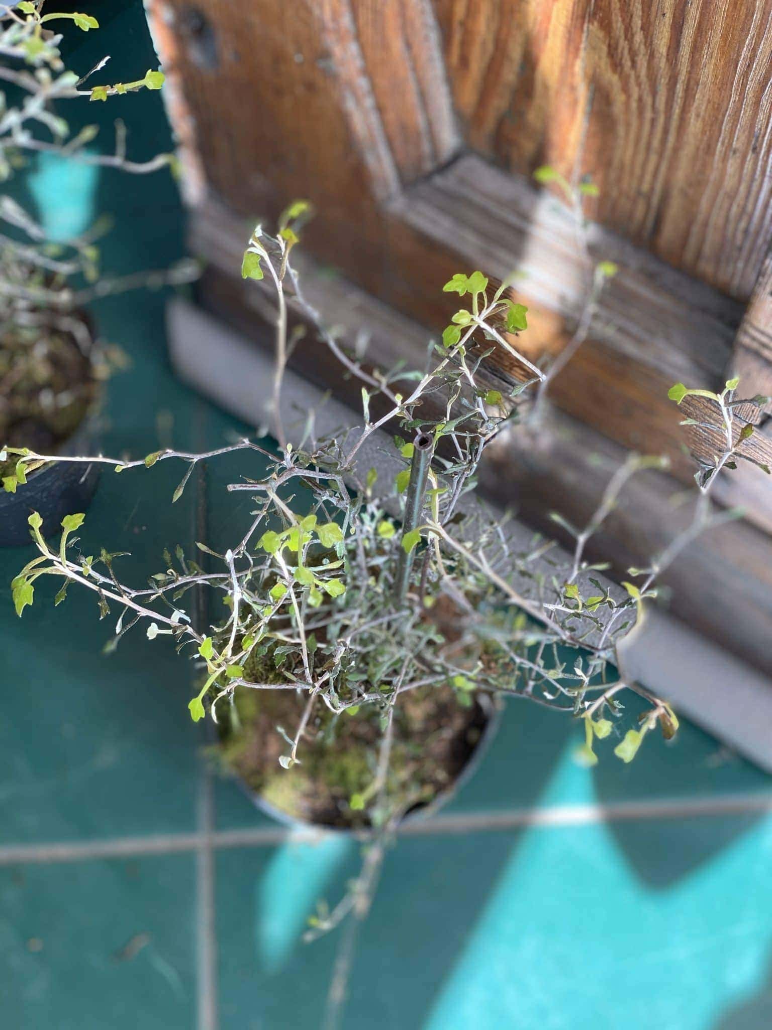 Corokia cotoneaster - Jungle Boogie