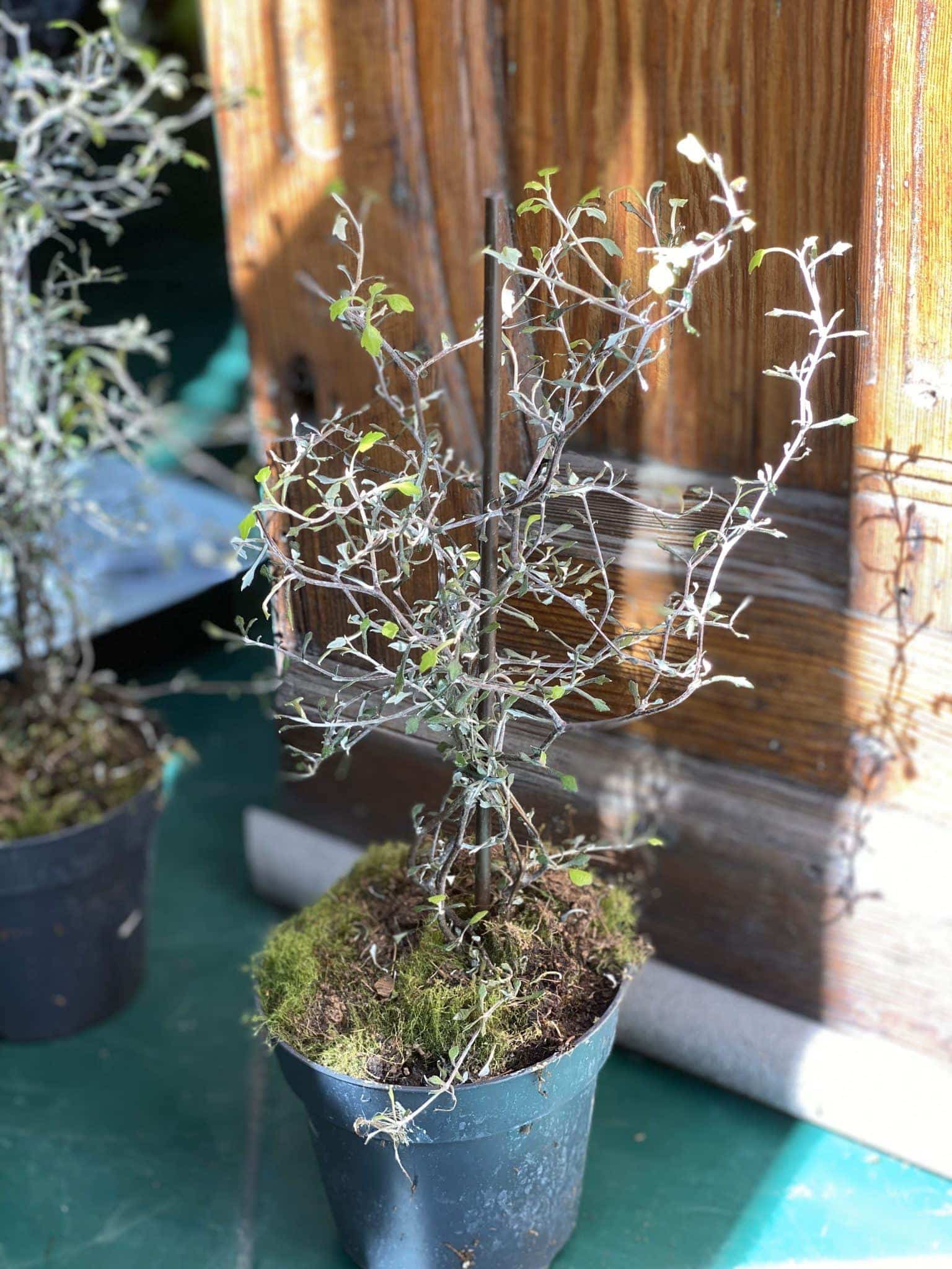 Corokia cotoneaster - Jungle Boogie