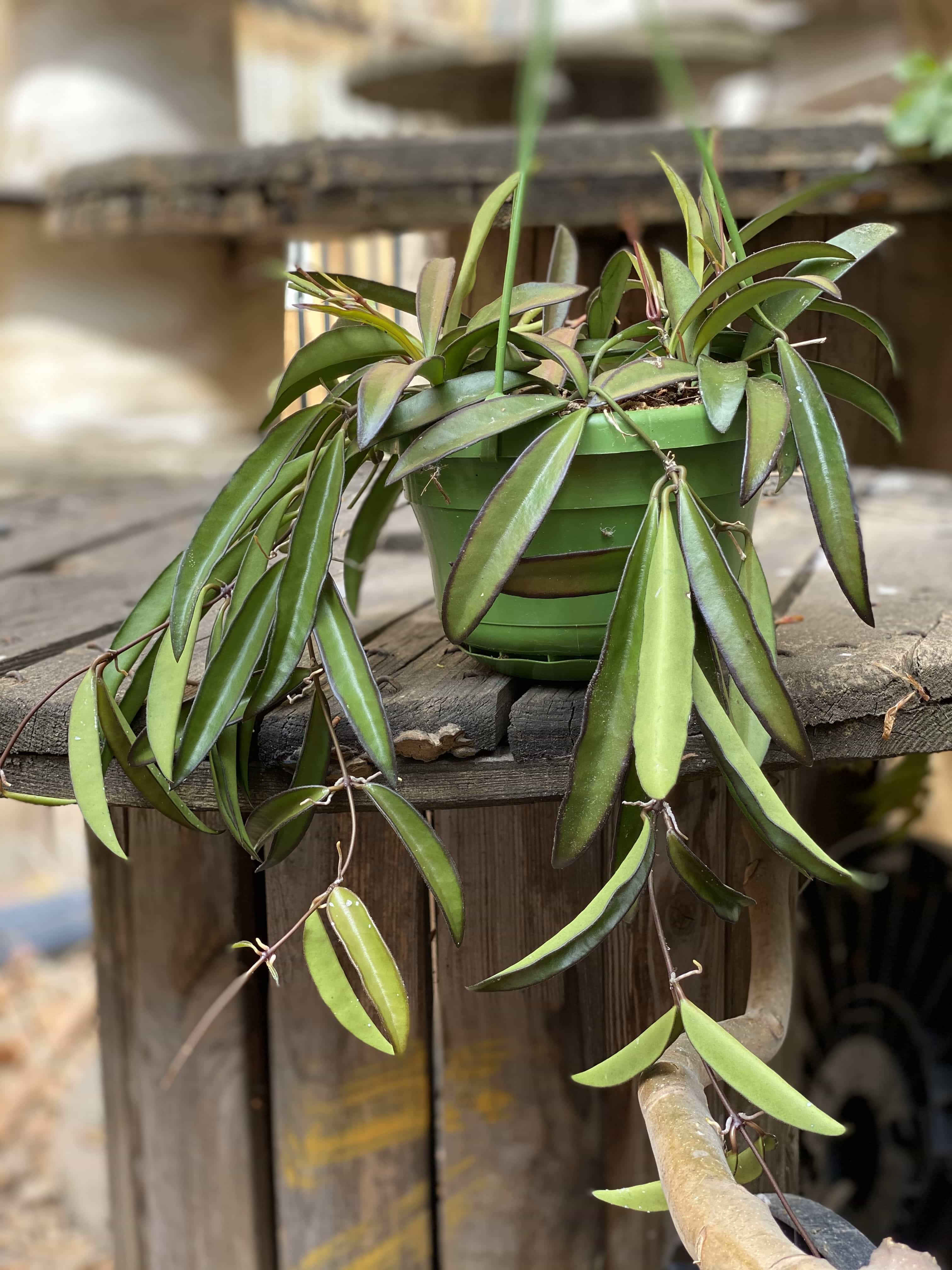 Hoya Wayetii - Jungle Boogie