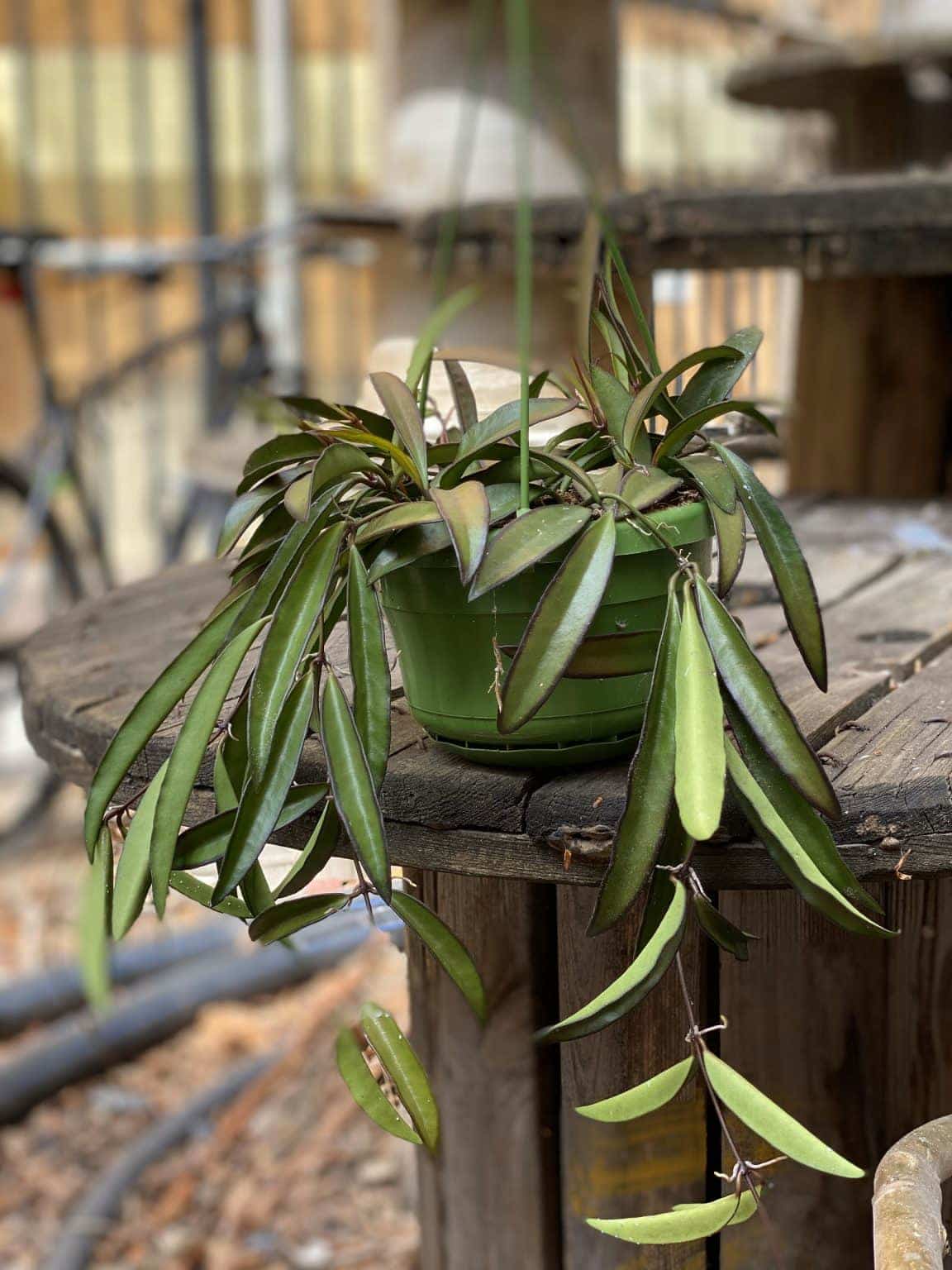 Hoya Wayetii - Jungle Boogie