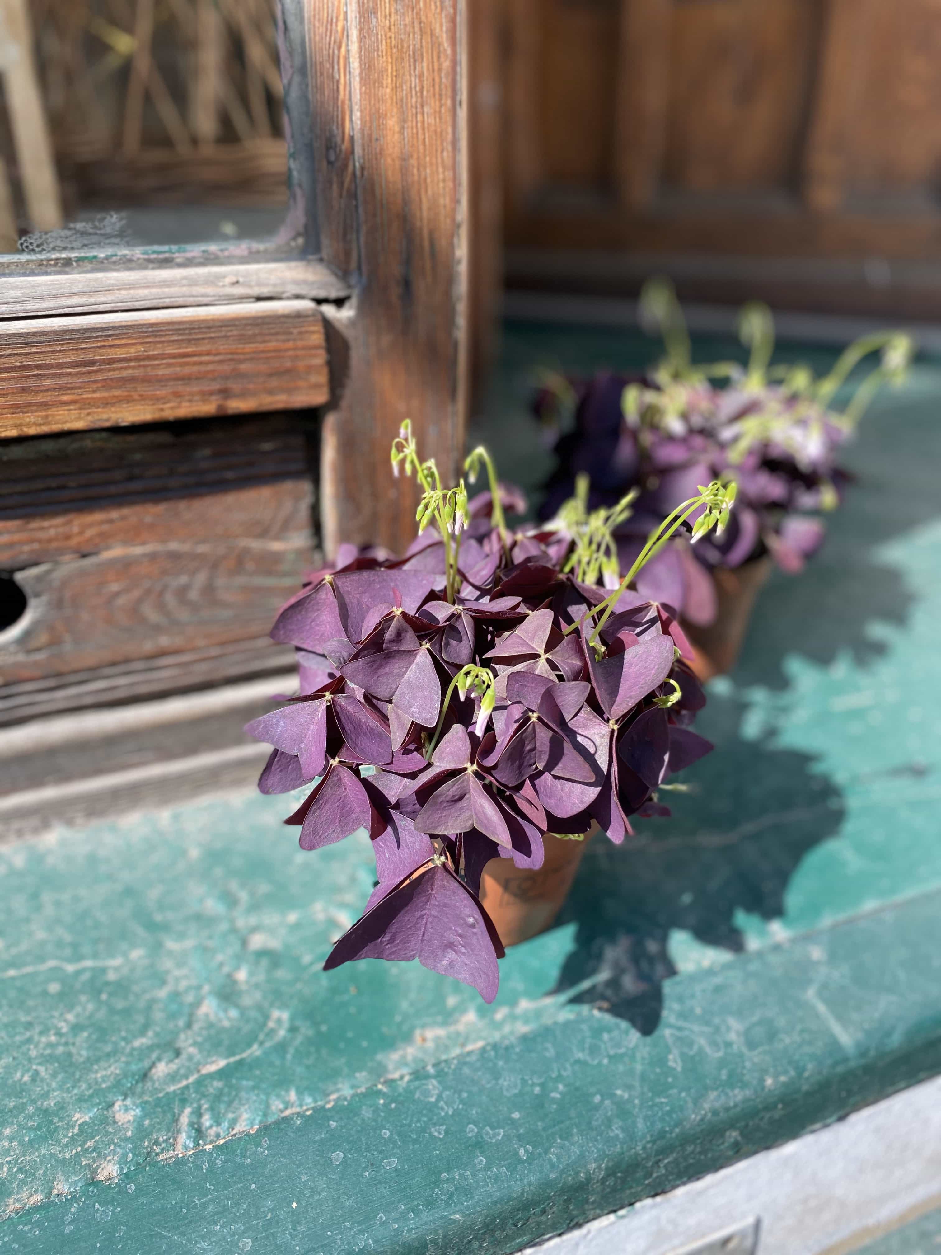Oxalis Triangularis (Szczawik trójlistny) - Jungle Boogie