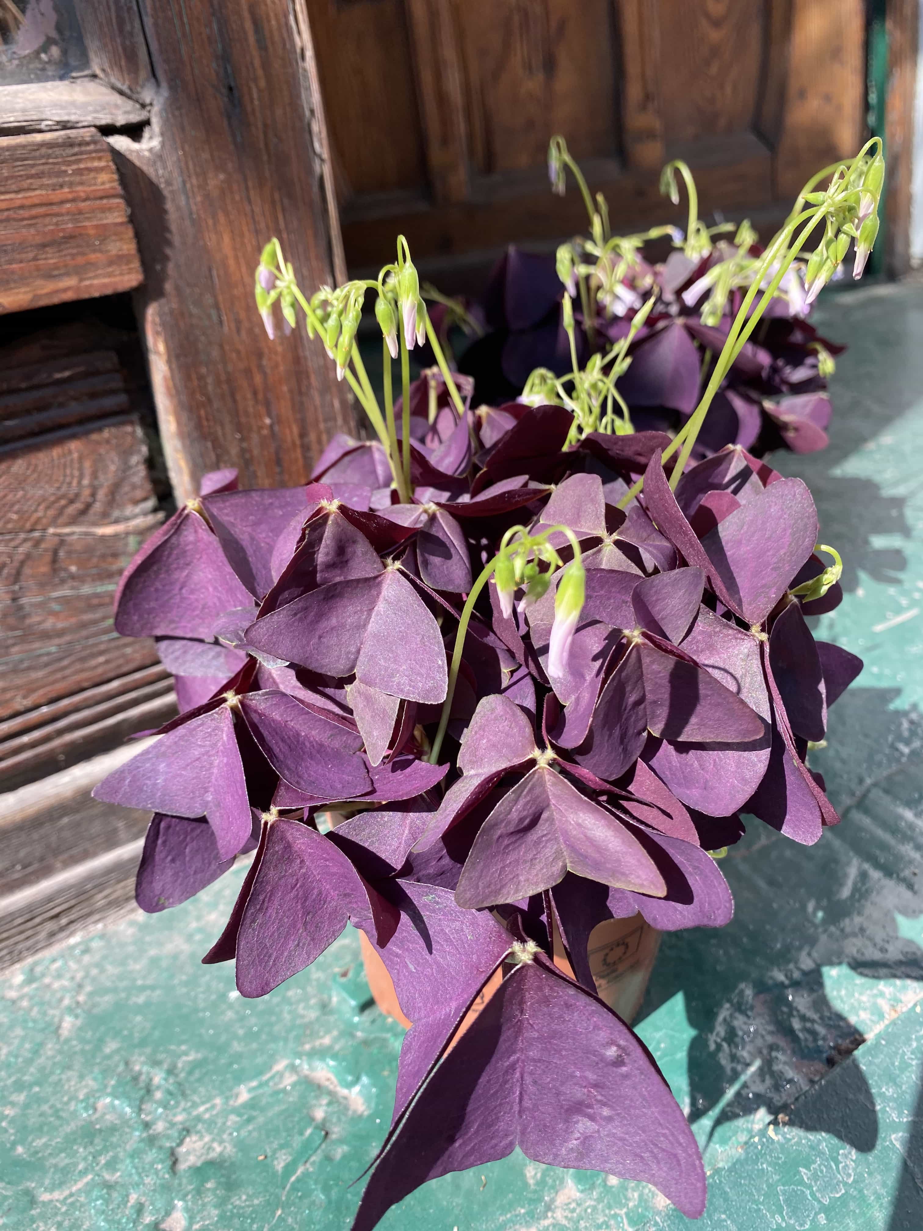 Oxalis Triangularis (Szczawik trójlistny) - Jungle Boogie