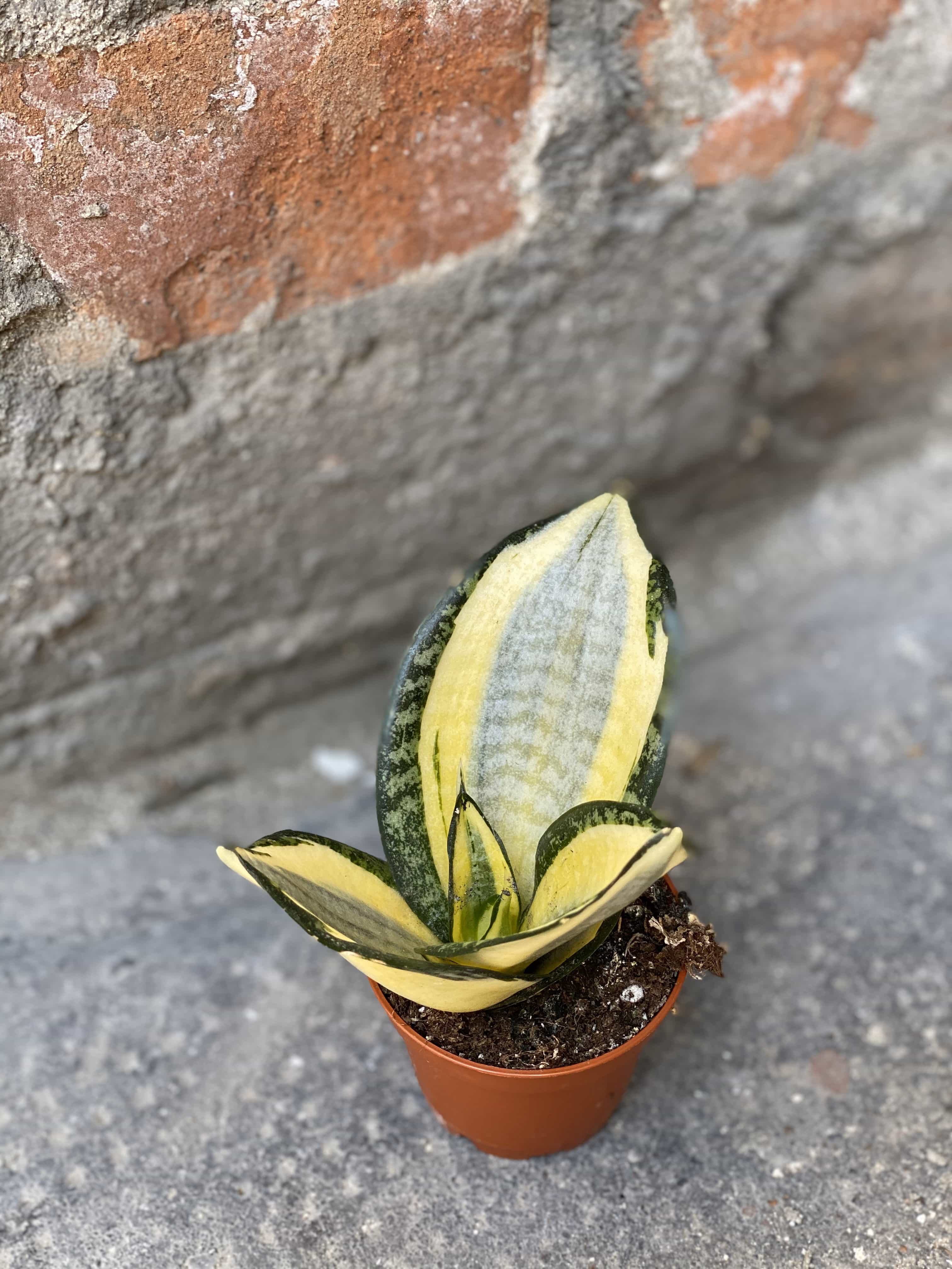 Sansevieria Golden Hahnii - Jungle Boogie