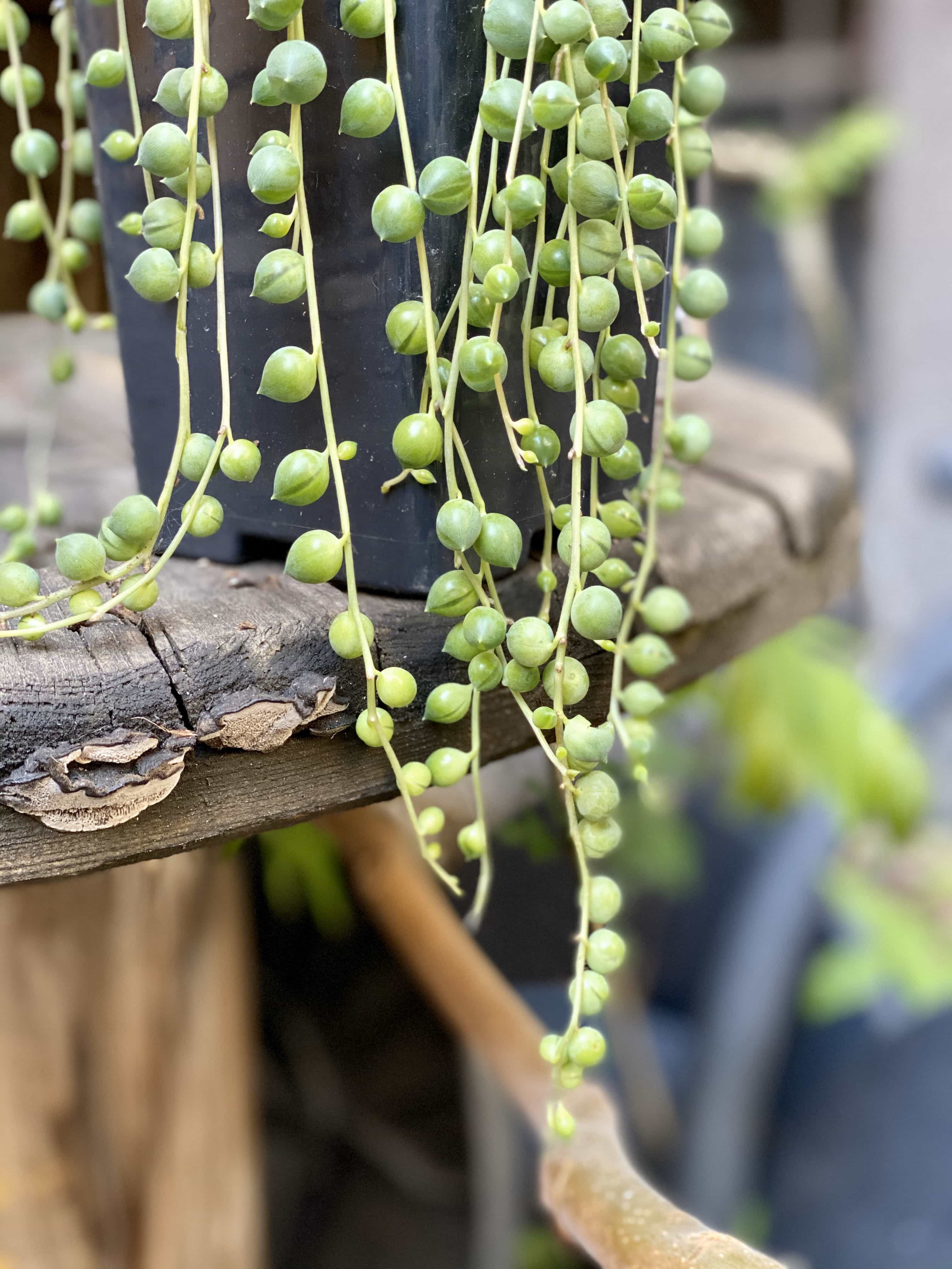 Senecio rowleyanus (Starzec Rowleya) - Jungle Boogie