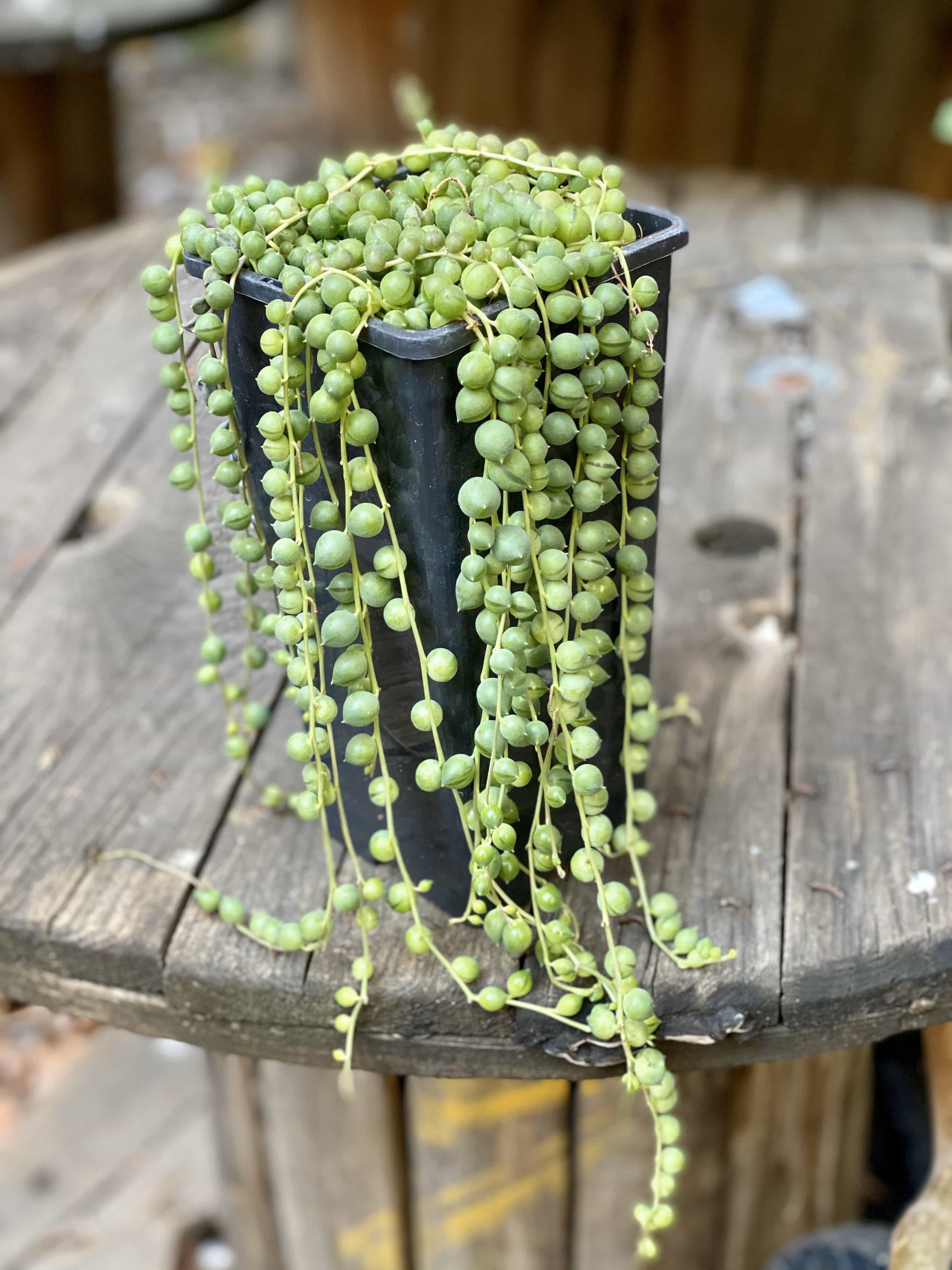 Senecio rowleyanus (Starzec Rowleya) - Jungle Boogie