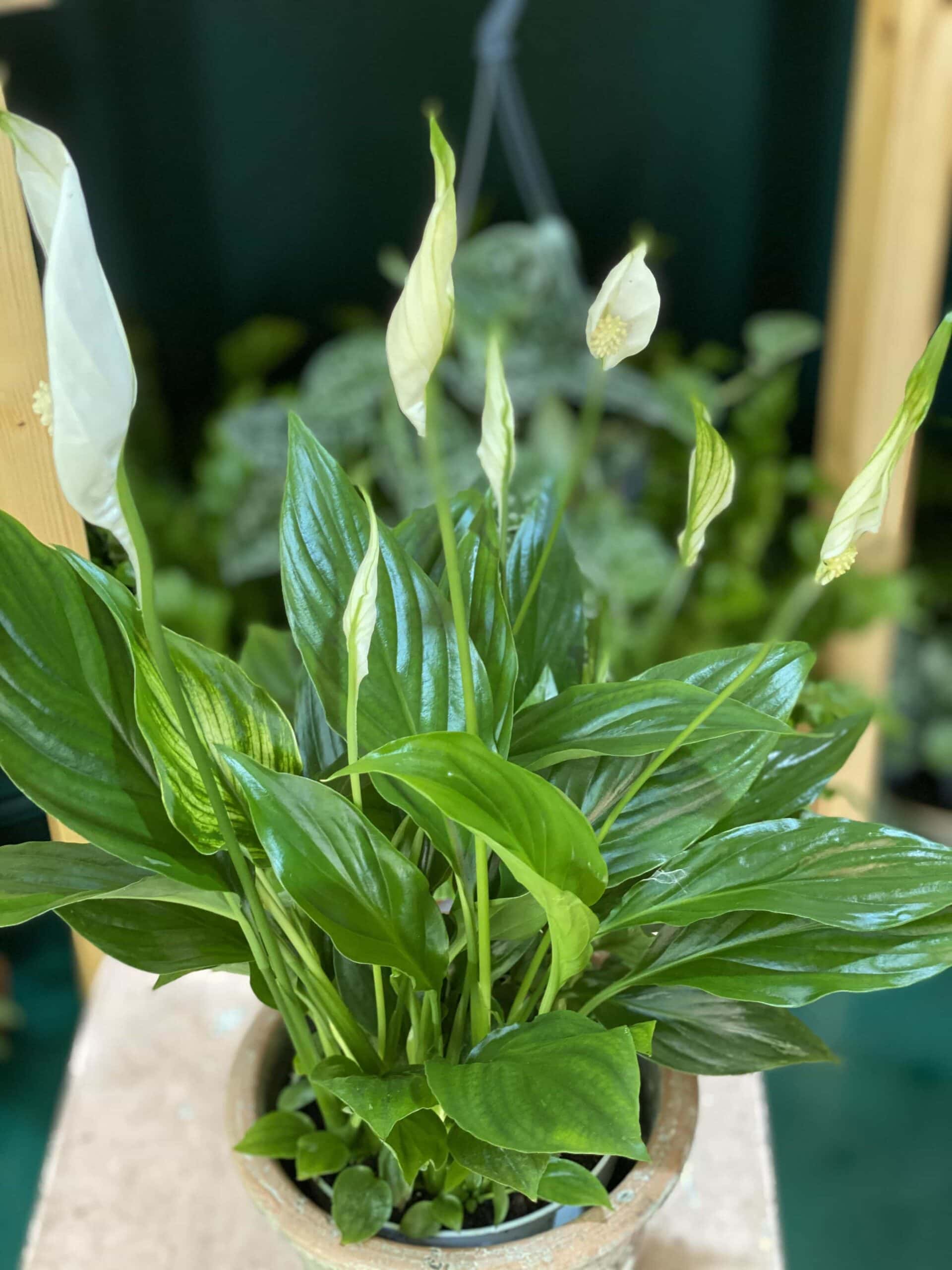 Spathiphyllum Sensation (Skrzydłokwiat) [wysyłka 50zł] - Jungle Boogie