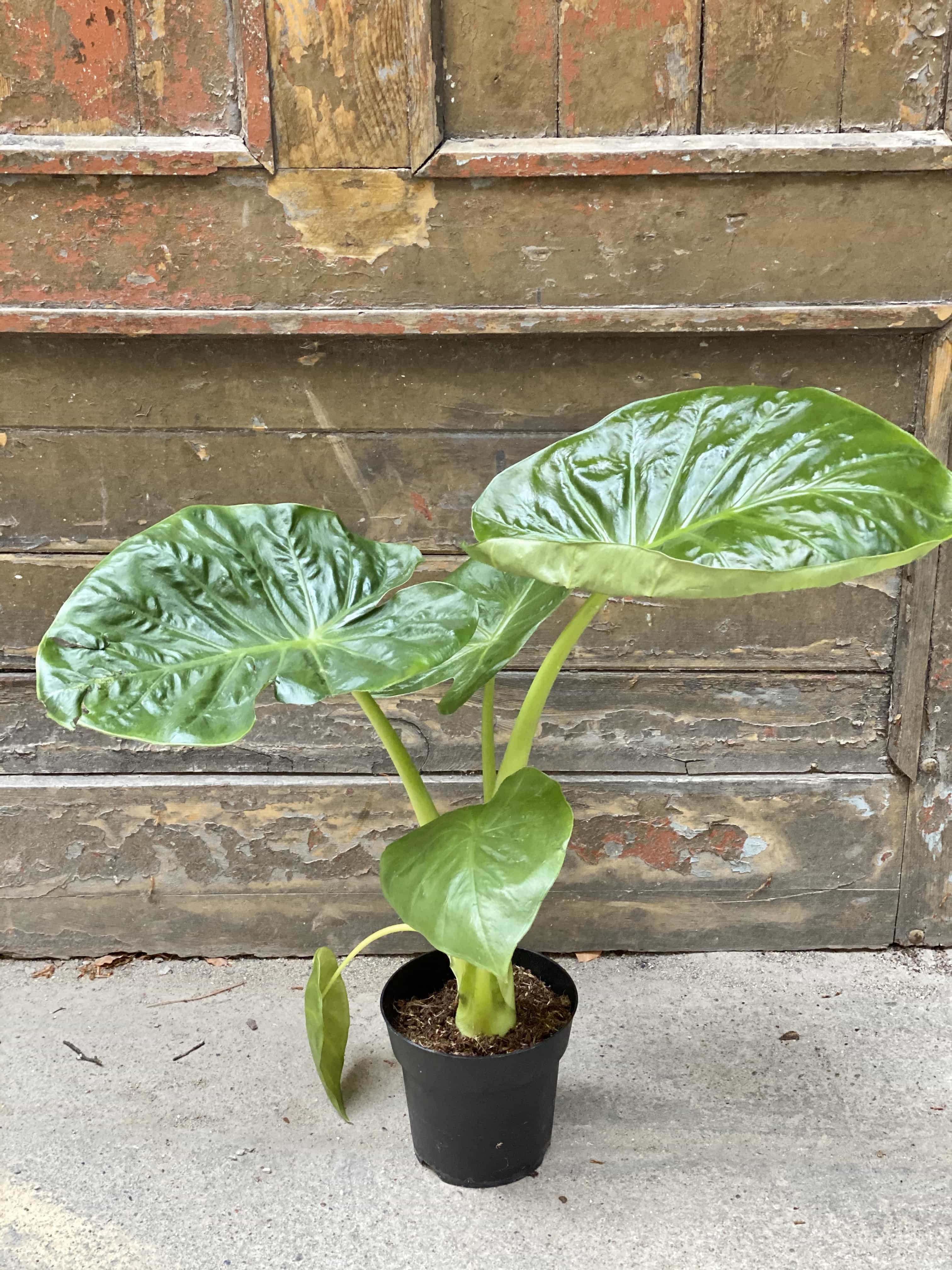 Alocasia Calidora - Jungle Boogie