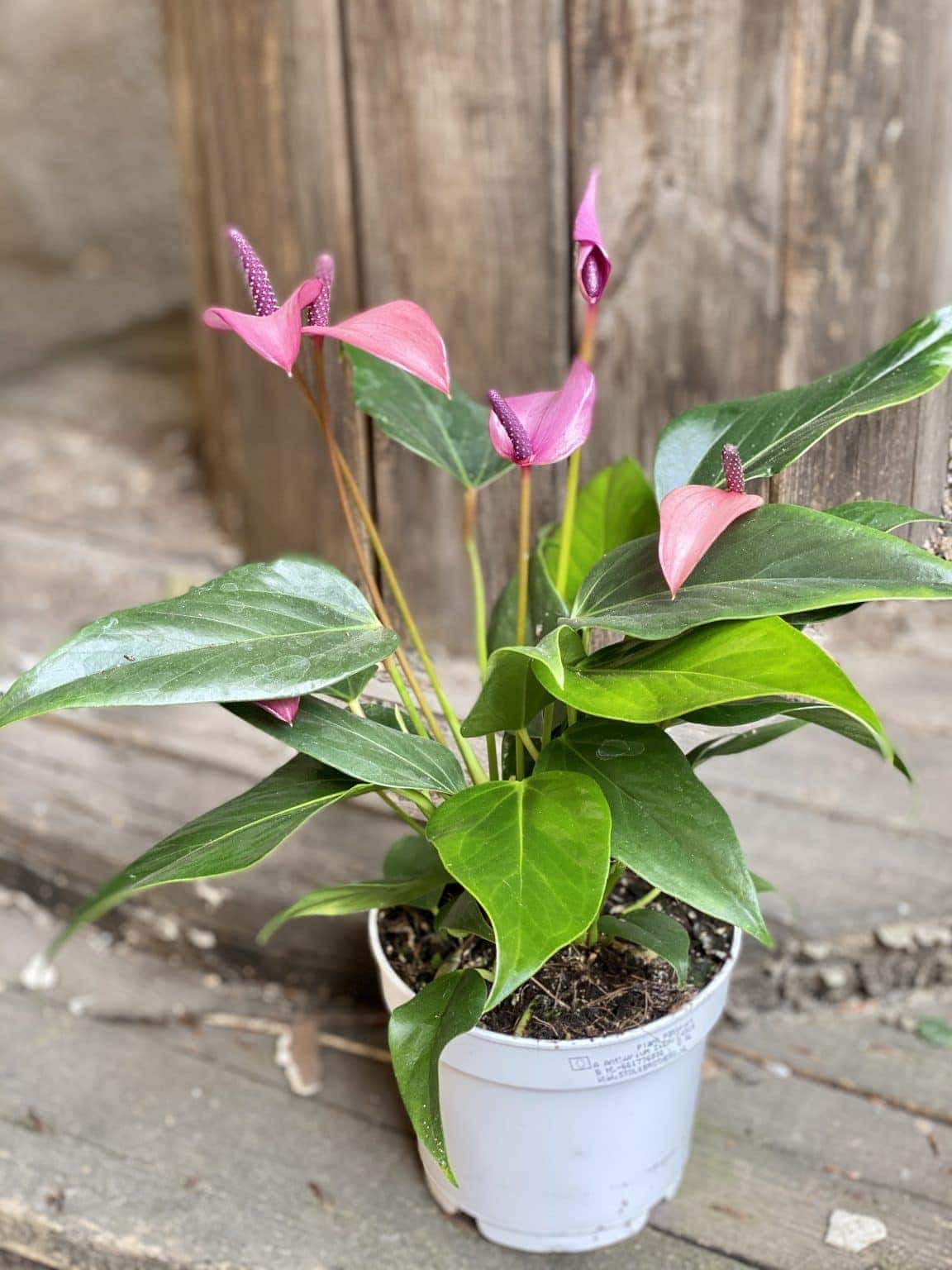 Anthurium Zizou - Jungle Boogie