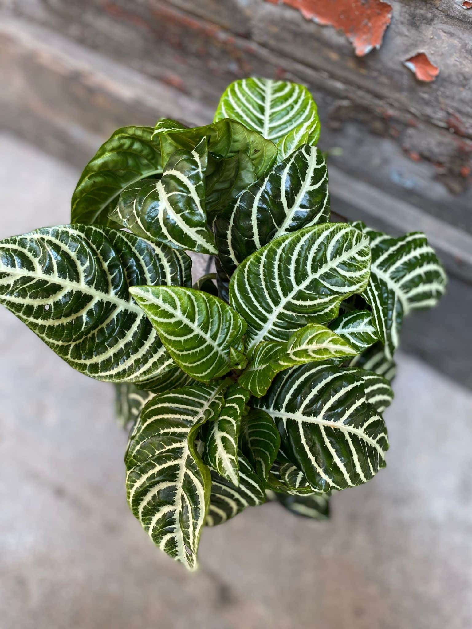 Aphelandra squarrosa (Afelandra) - Jungle Boogie