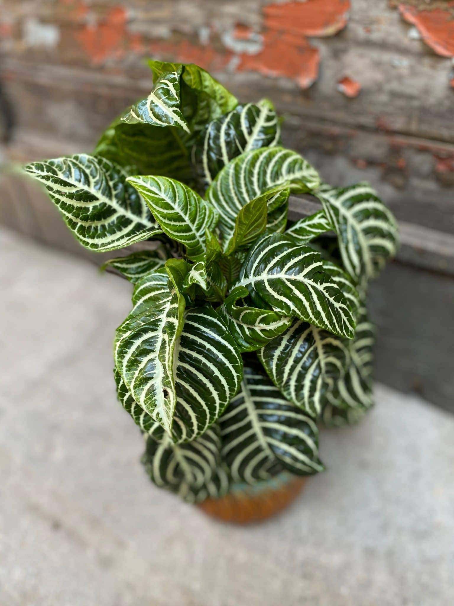 Aphelandra squarrosa (Afelandra) - Jungle Boogie