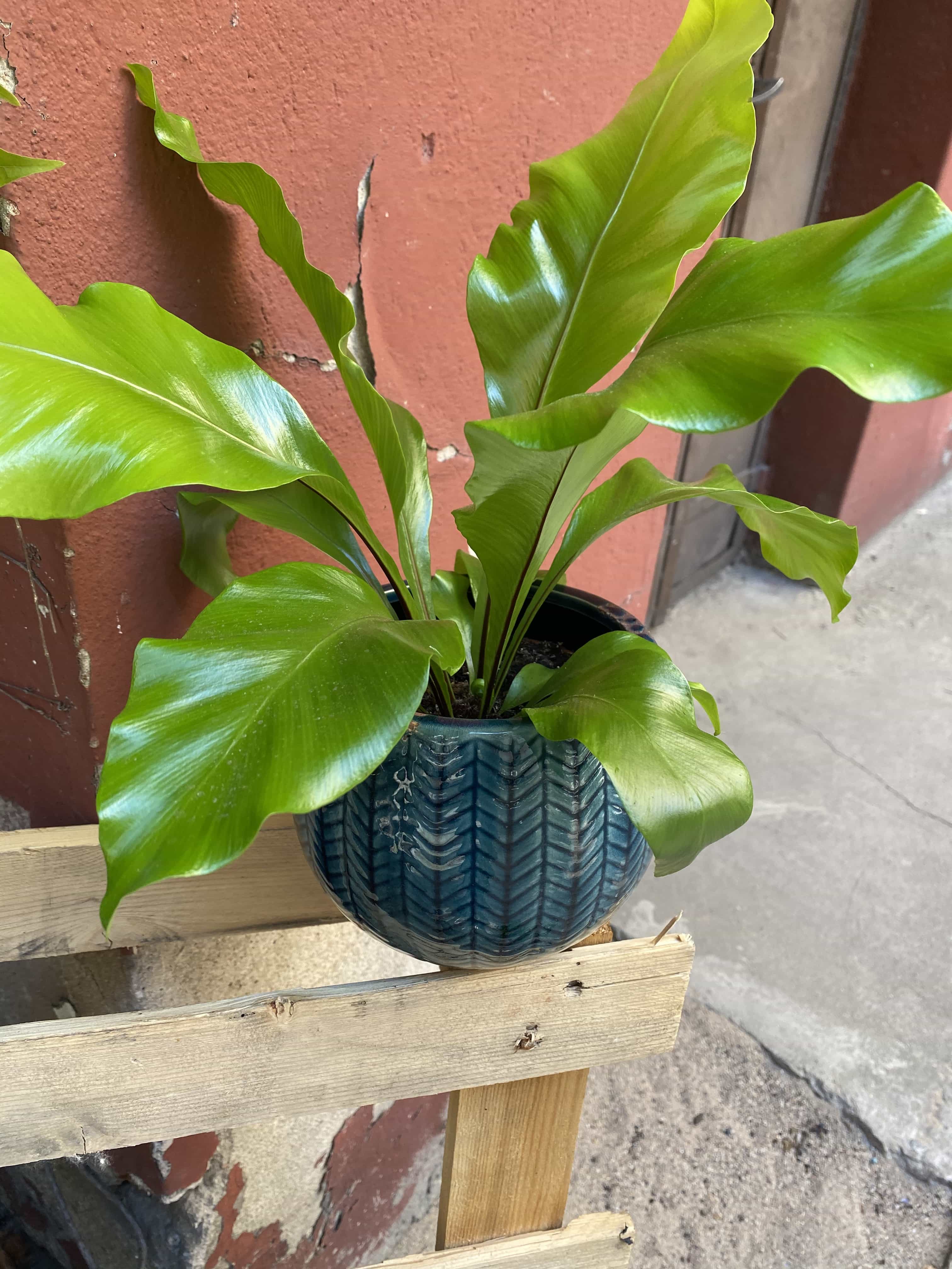 Asplenium nidus (Zanokcica Gniazdowa) - Jungle Boogie