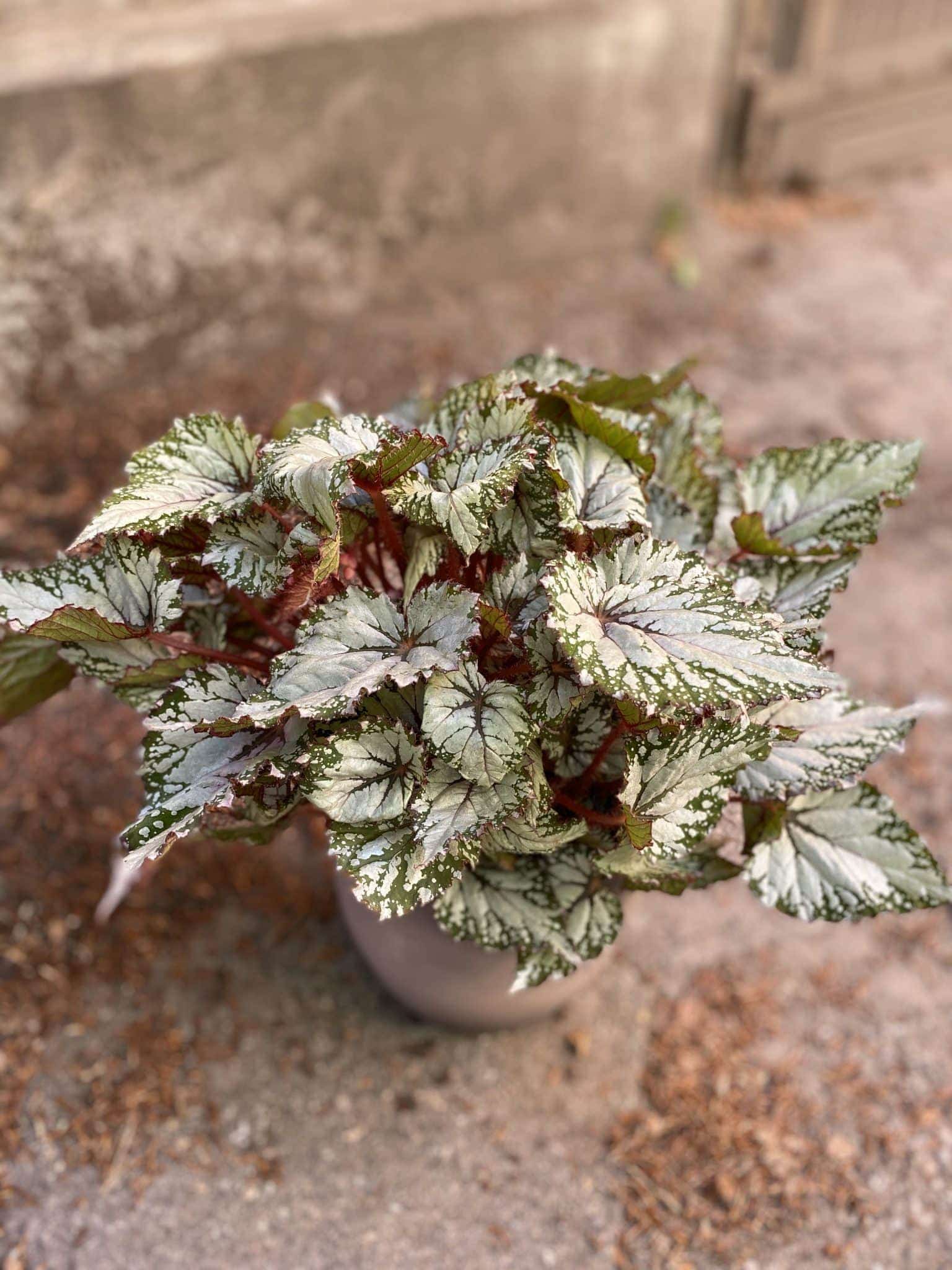 Begonia Asian Tundra - Jungle Boogie