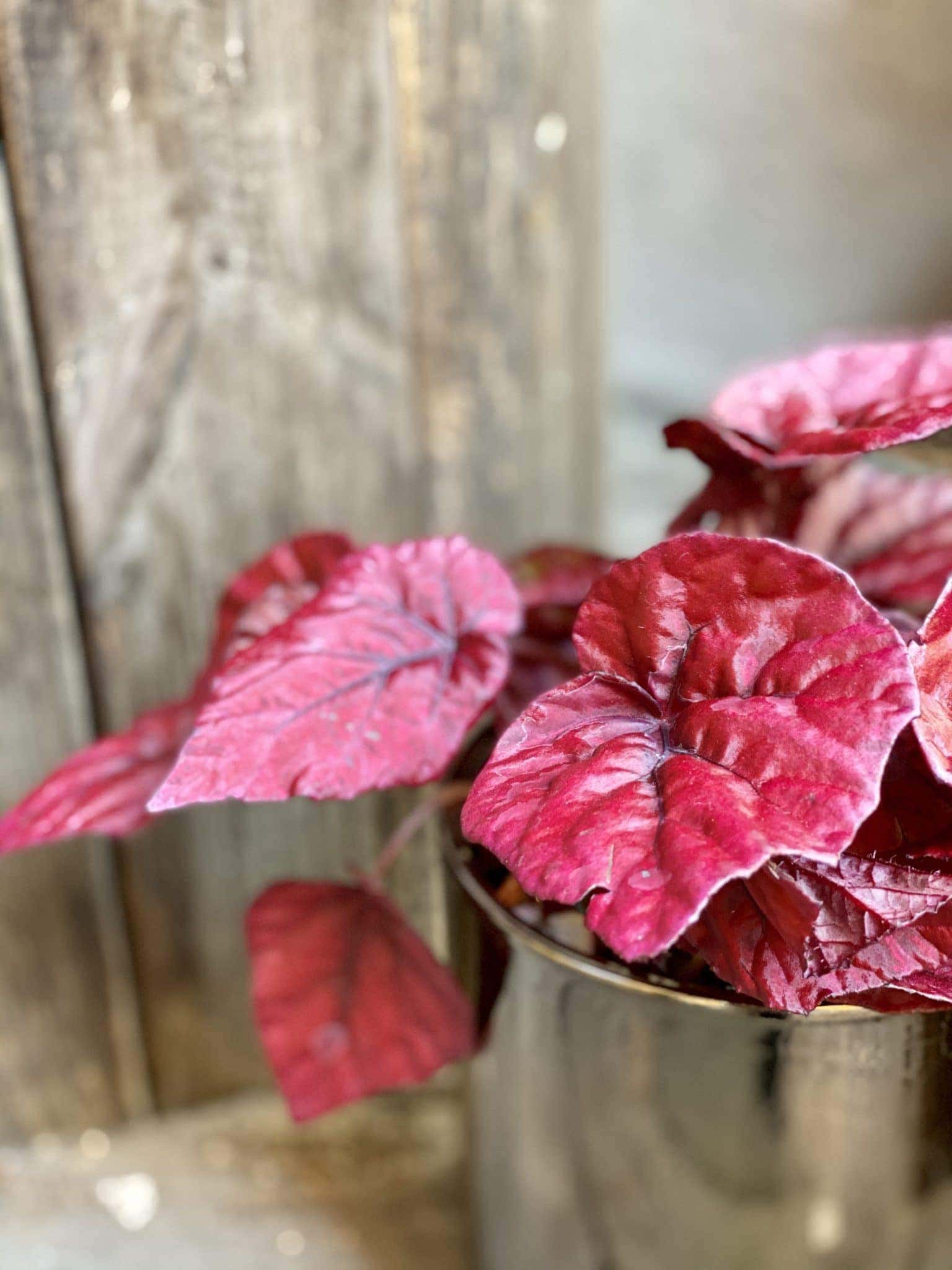 Begonia Inca Flame - Jungle Boogie