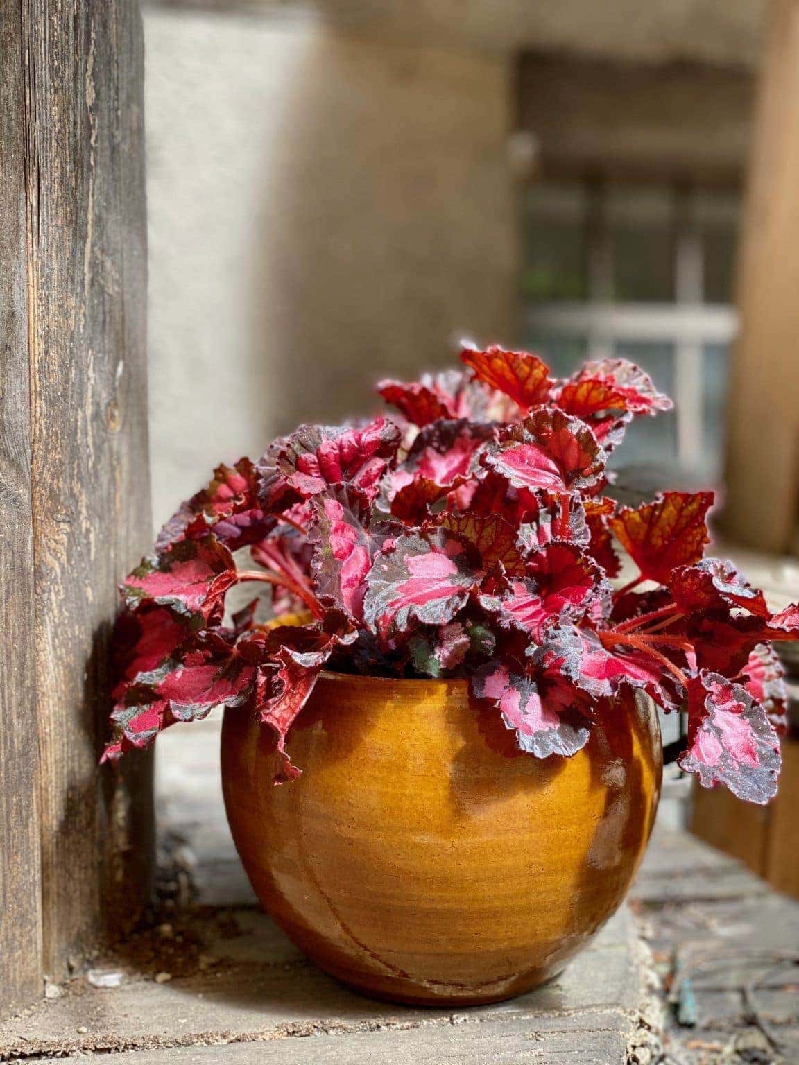 Begonia Inca Night - Jungle Boogie