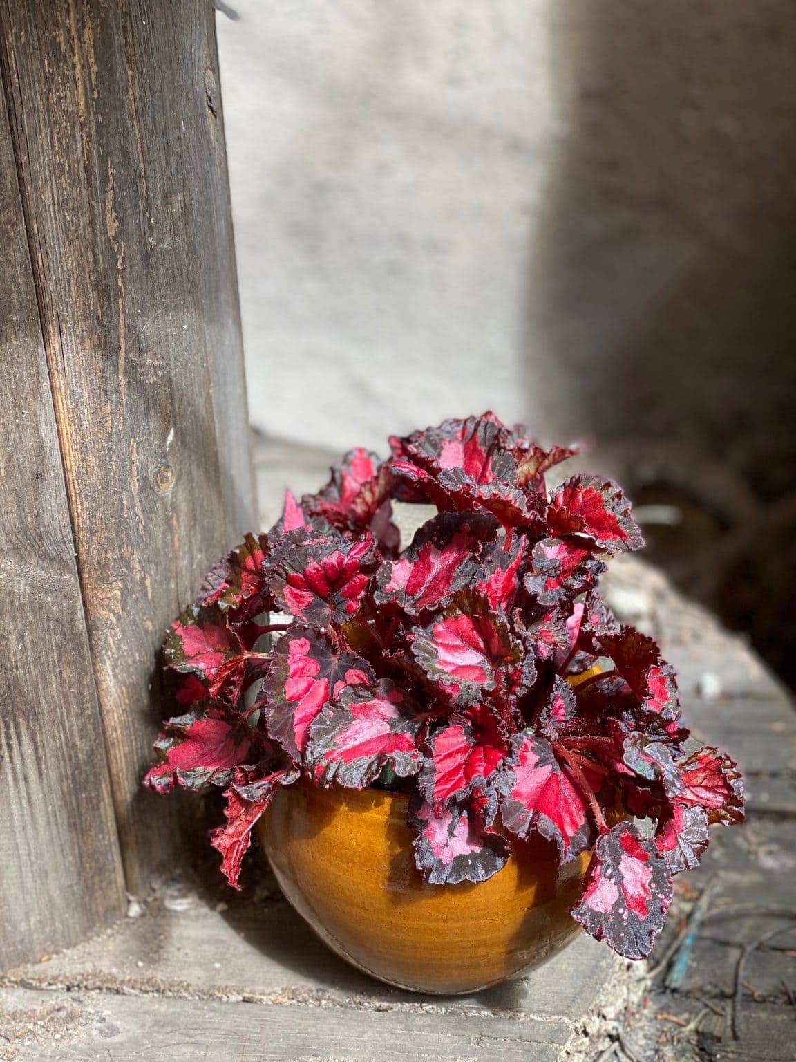 Begonia Inca Night - Jungle Boogie