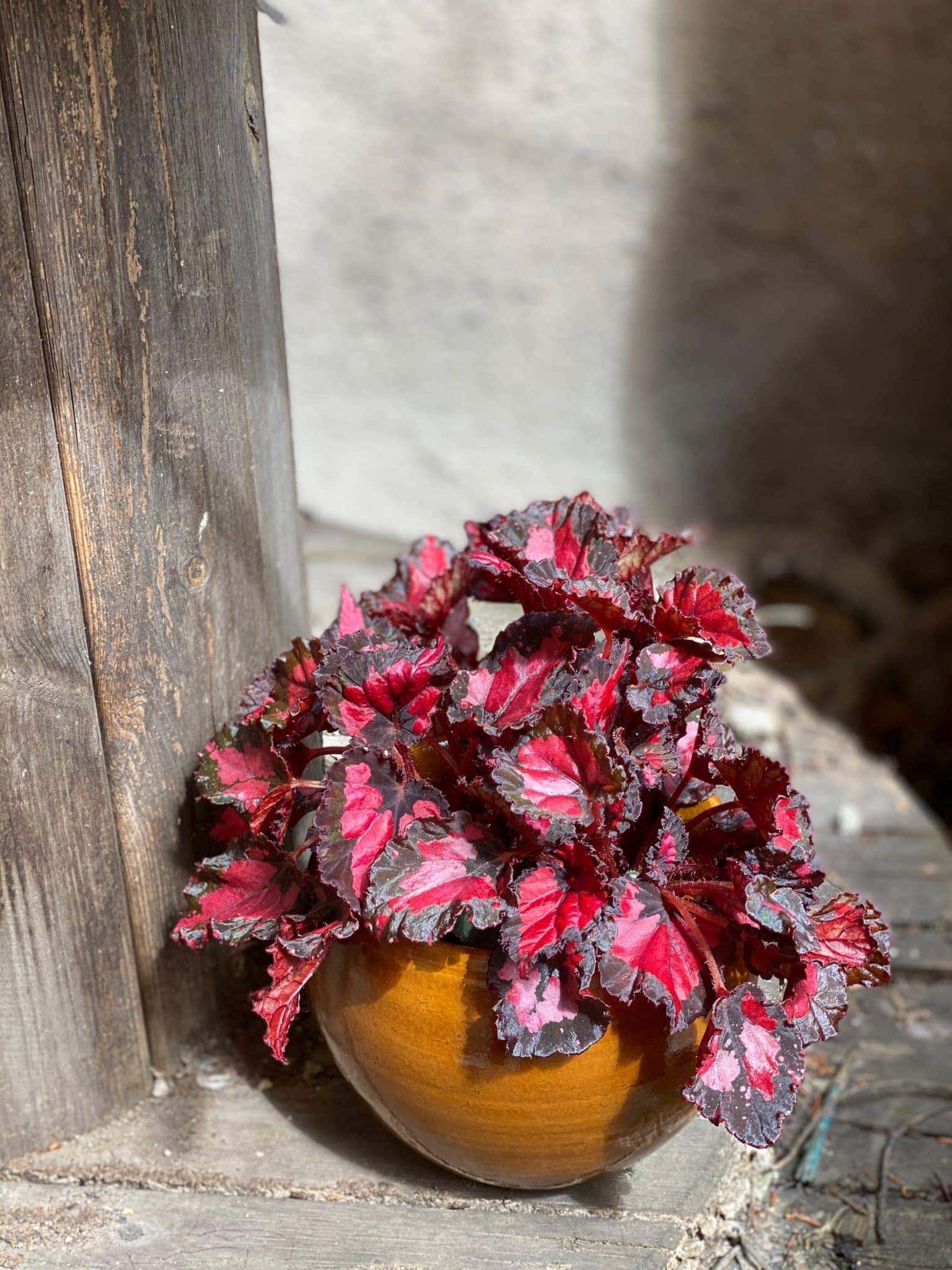 Begonia Inca Night - Jungle Boogie