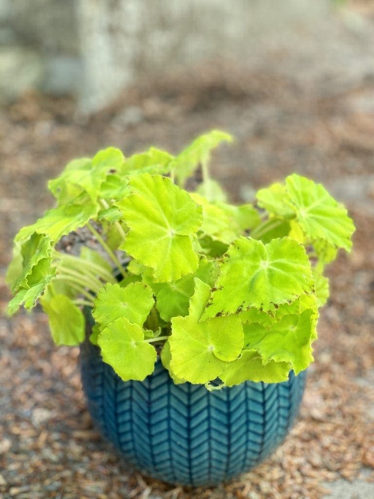 Begonia rex Lima Love (Begonia królewska) - Jungle Boogie