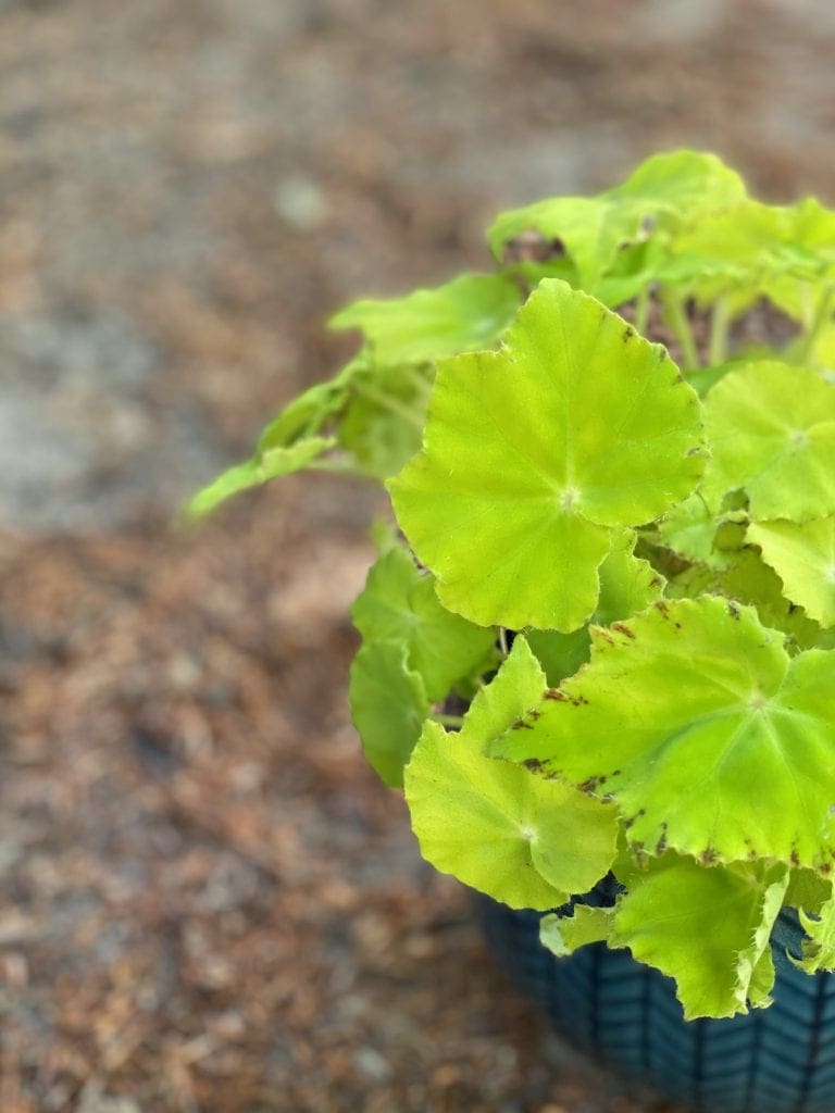 Begonia rex Lima Love (Begonia królewska) - Jungle Boogie