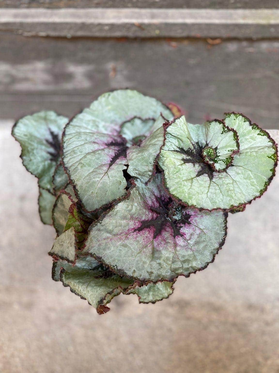 Begonia rex Escargot (Begonia królewska) - Jungle Boogie