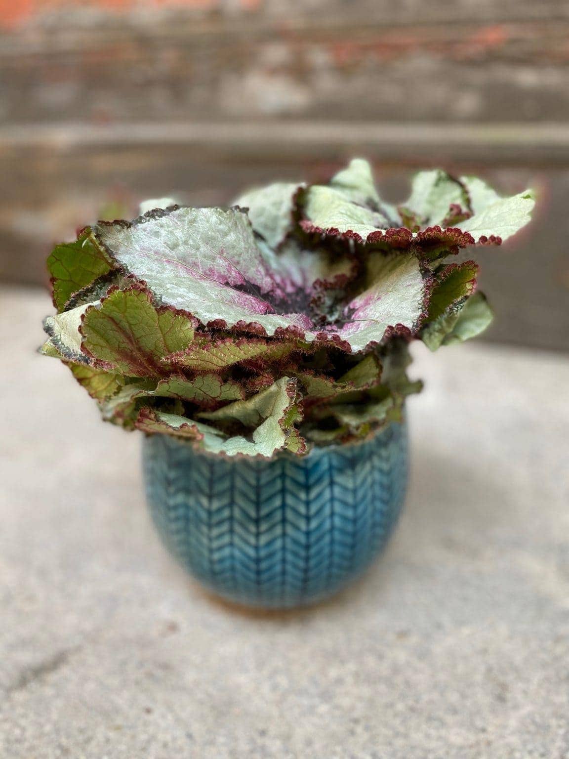 Begonia rex Escargot (Begonia królewska) - Jungle Boogie